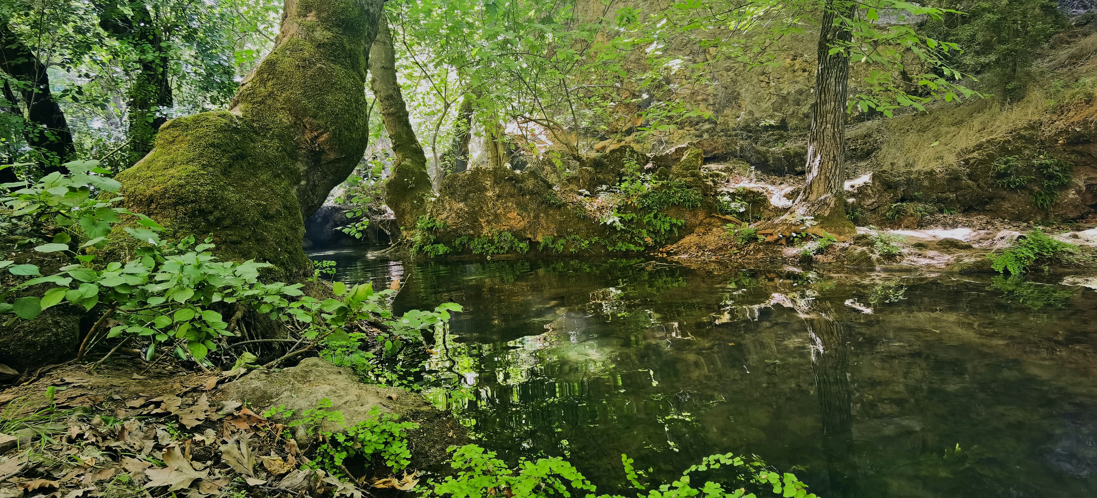 Moss-draped rocks border a tranquil forest stream with clear water and reflected foliage, capturing a serene woodland scene.