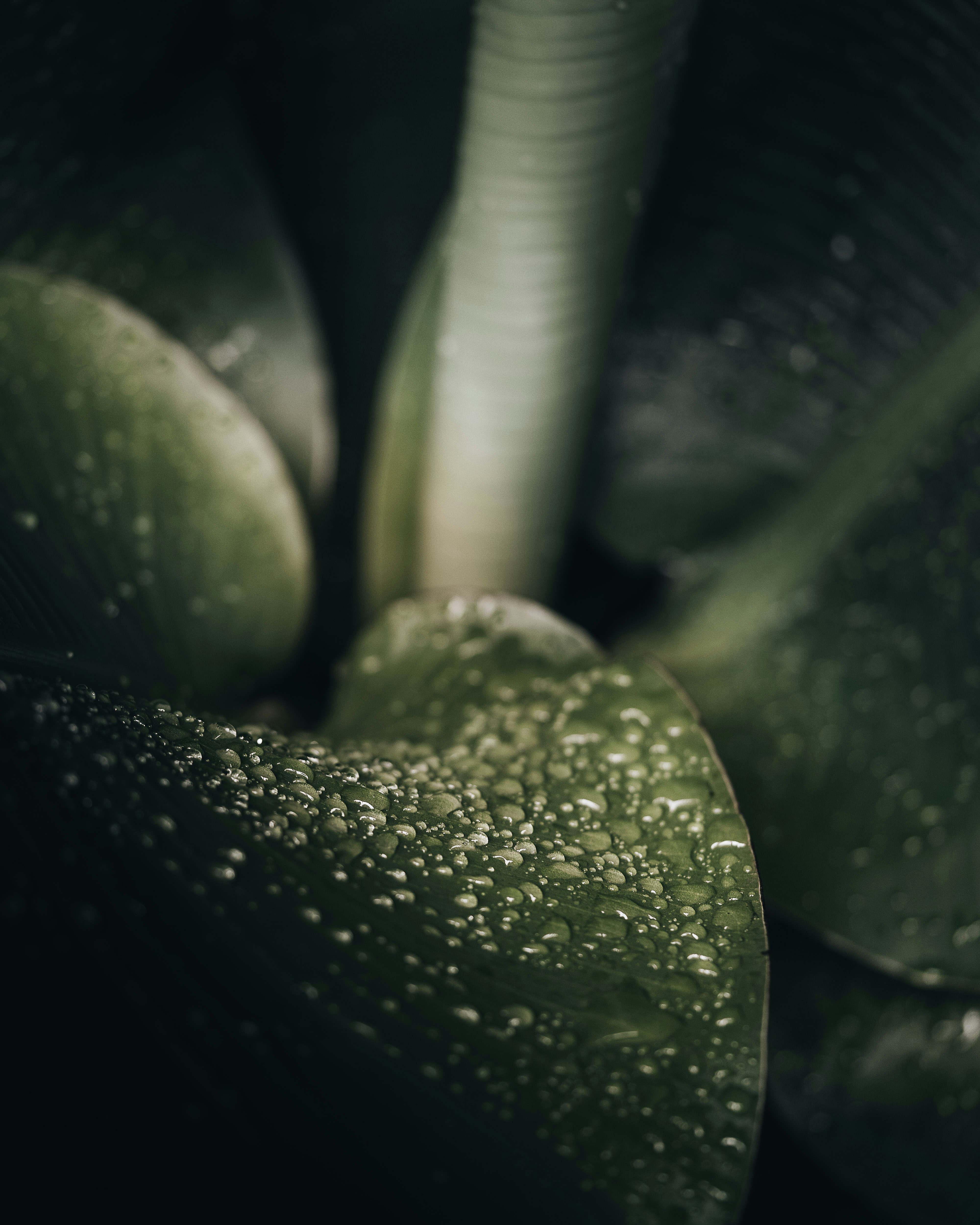 Dew Beads on Velvet Green: A Macro Leaf Close-Up