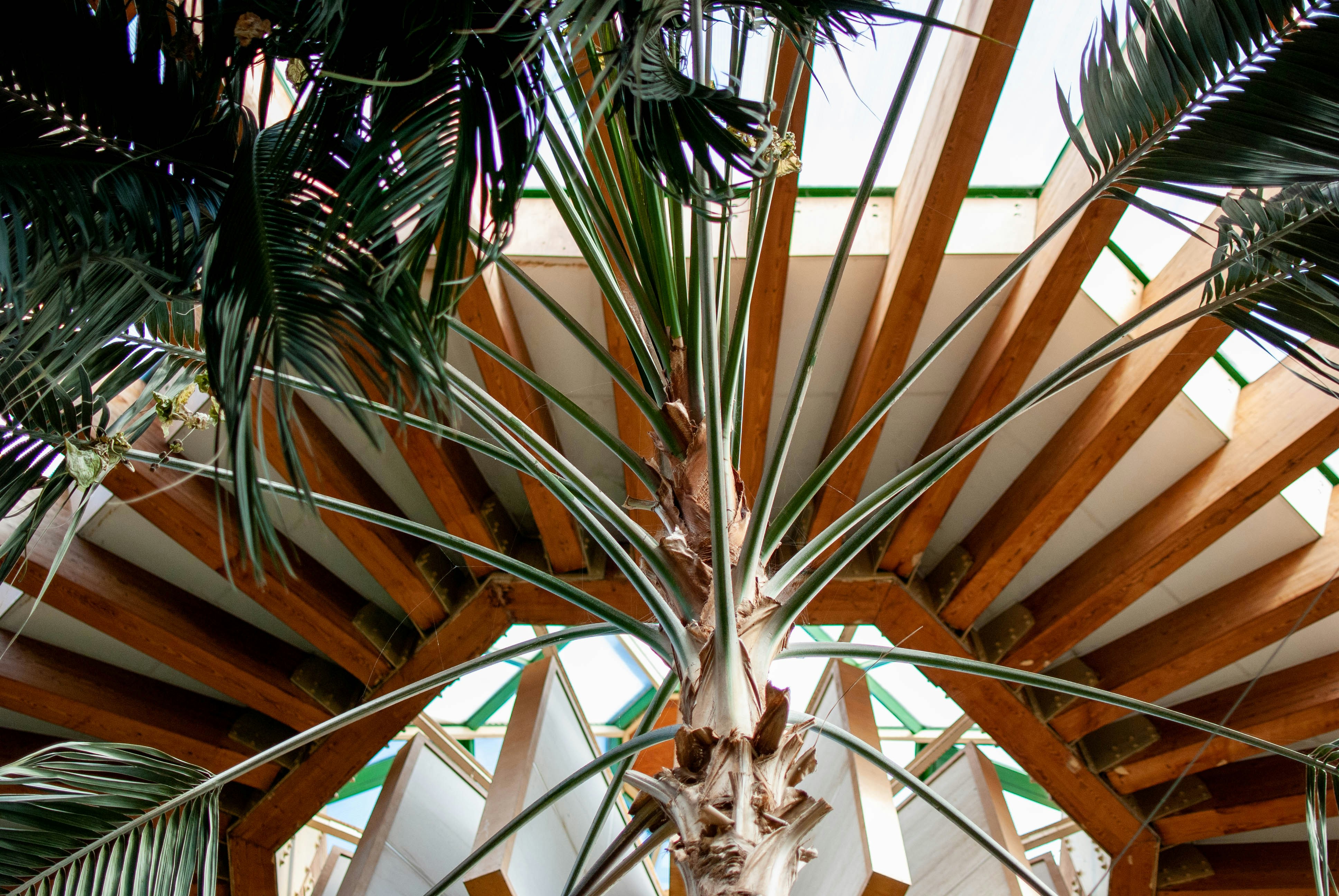 a group of palm trees