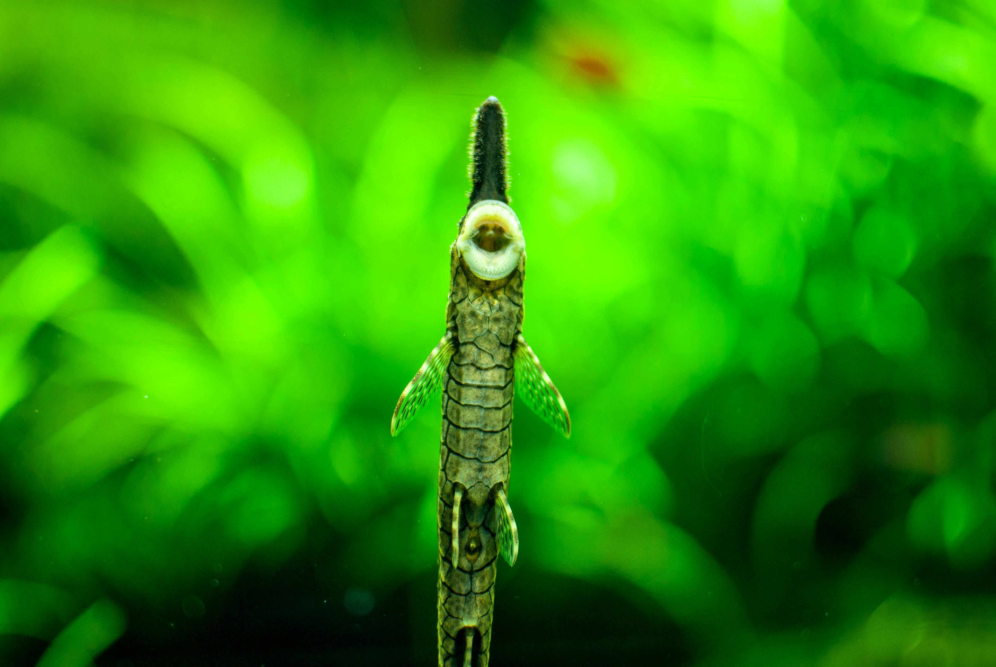 Neon Perch: Tiny Lizard on a Narrow Stem Against a Velvet Green Backdrop