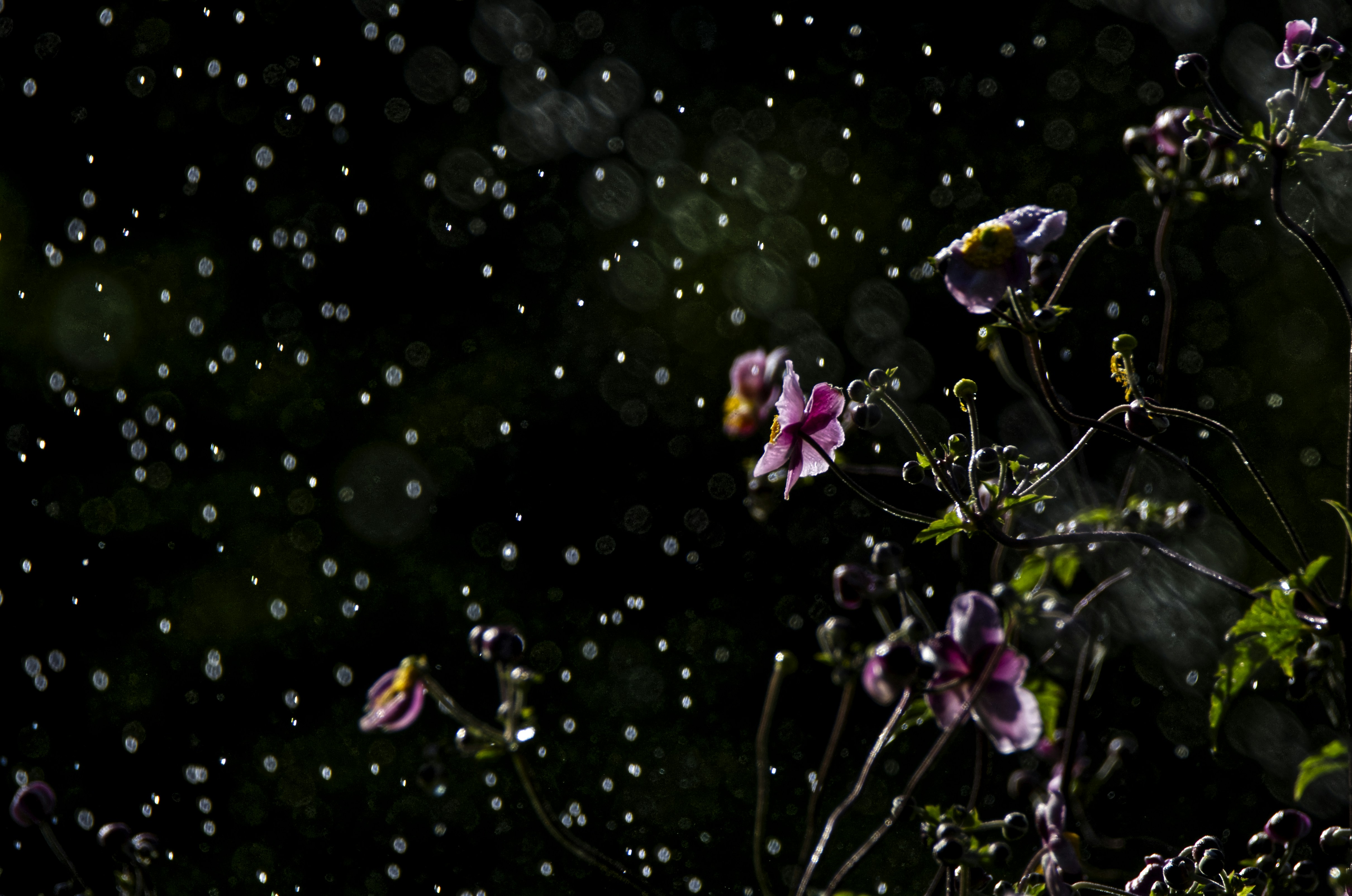 Whispers of Spring: Droplets on Tender Branches