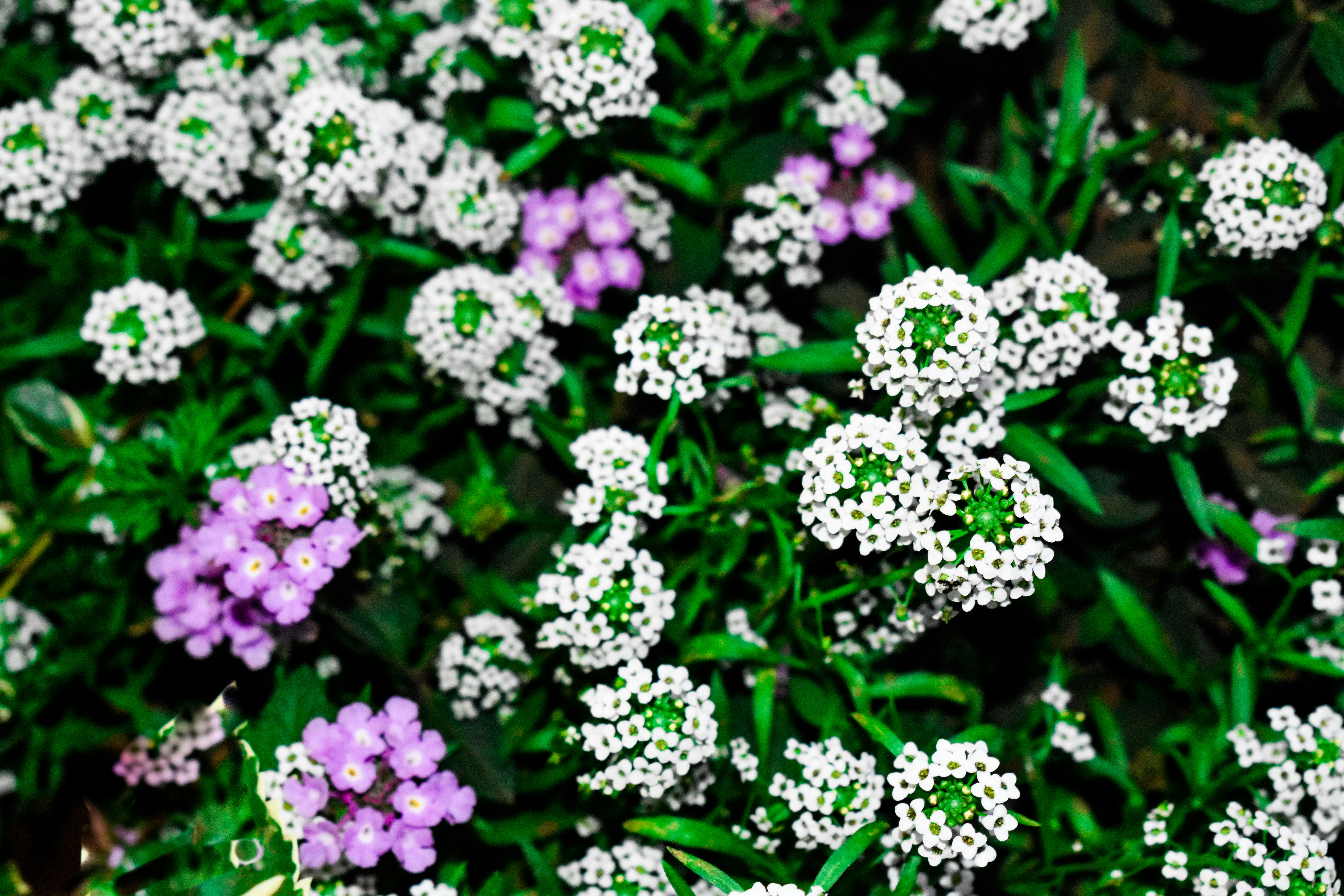 A group of flowers photo – Free Uk Image on Unsplash