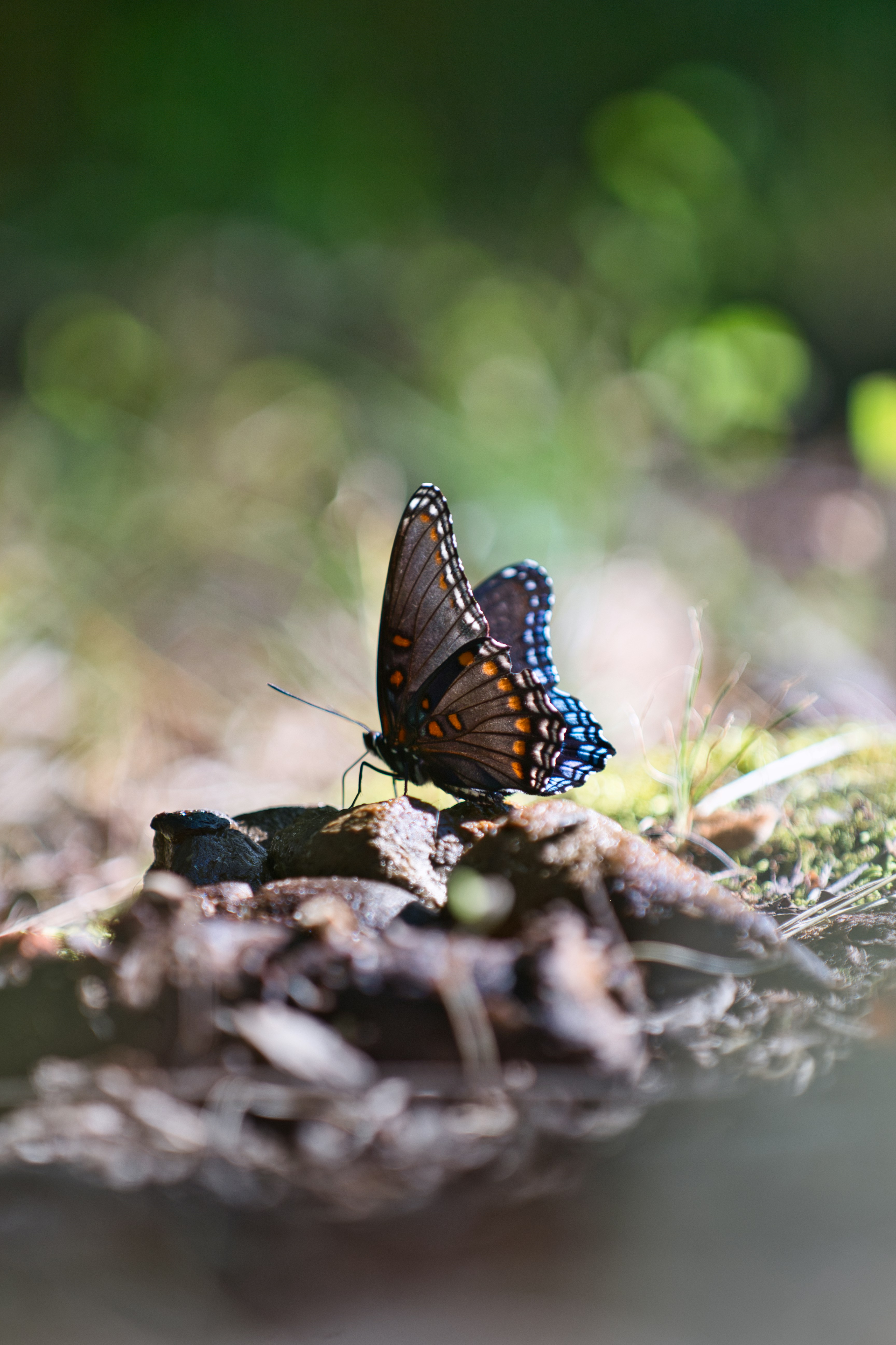 Azure-edged Swallowtail on sunlit forest stones