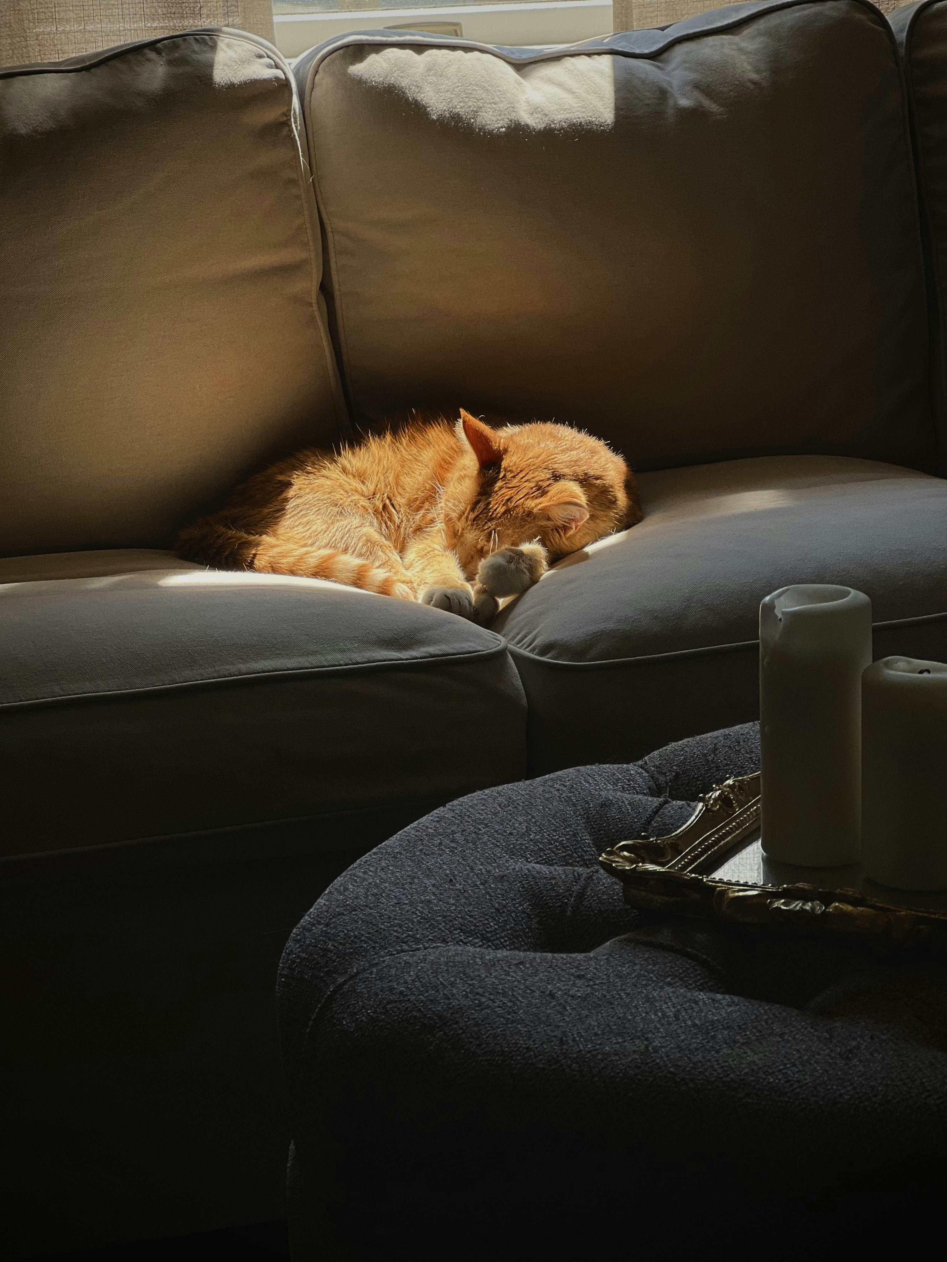 Eine Katze liegt auf einer Couch Foto – Kostenloses Bild zum Thema USA ...