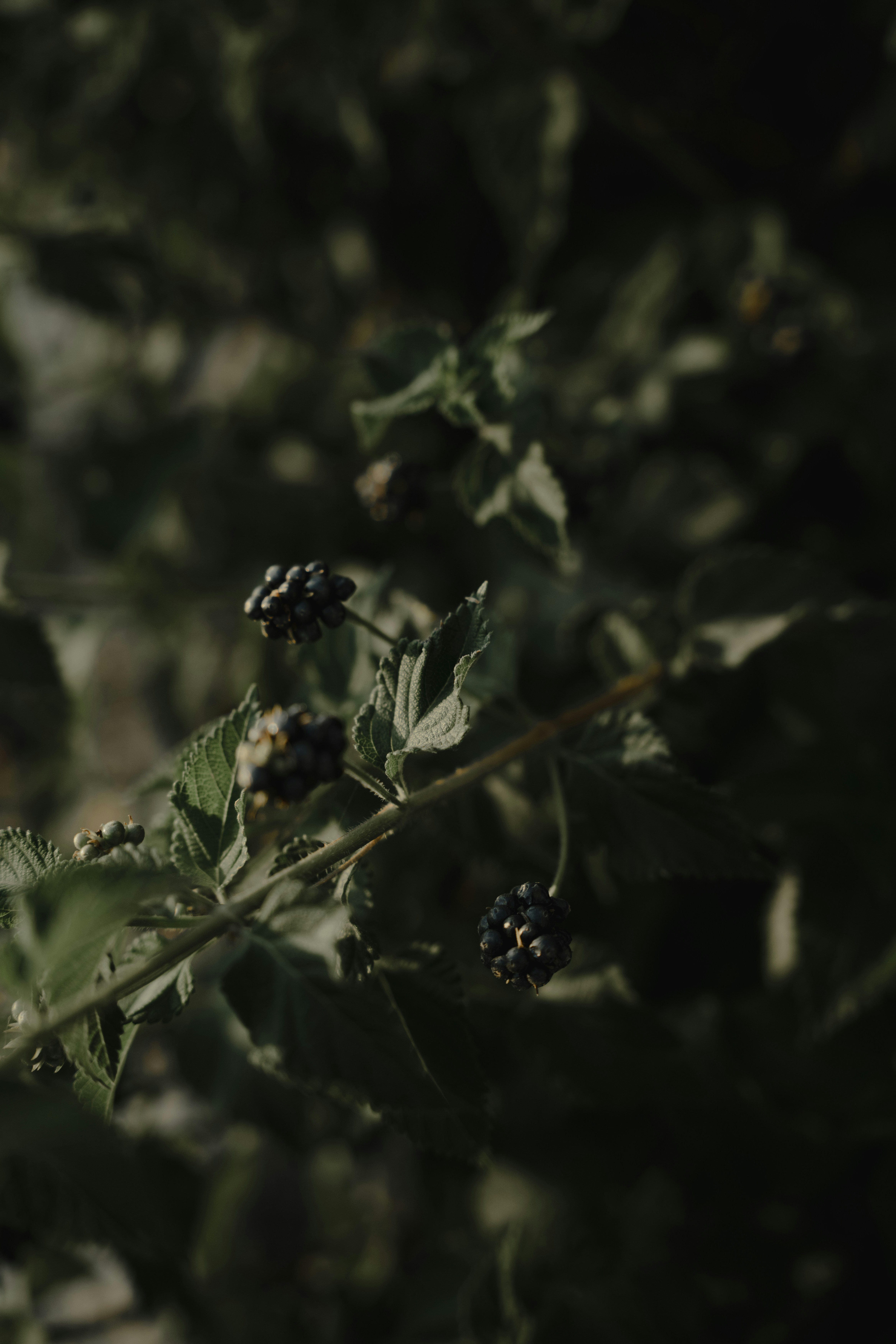 Dark berries nestled among lush green leaves in a softly lit environment.