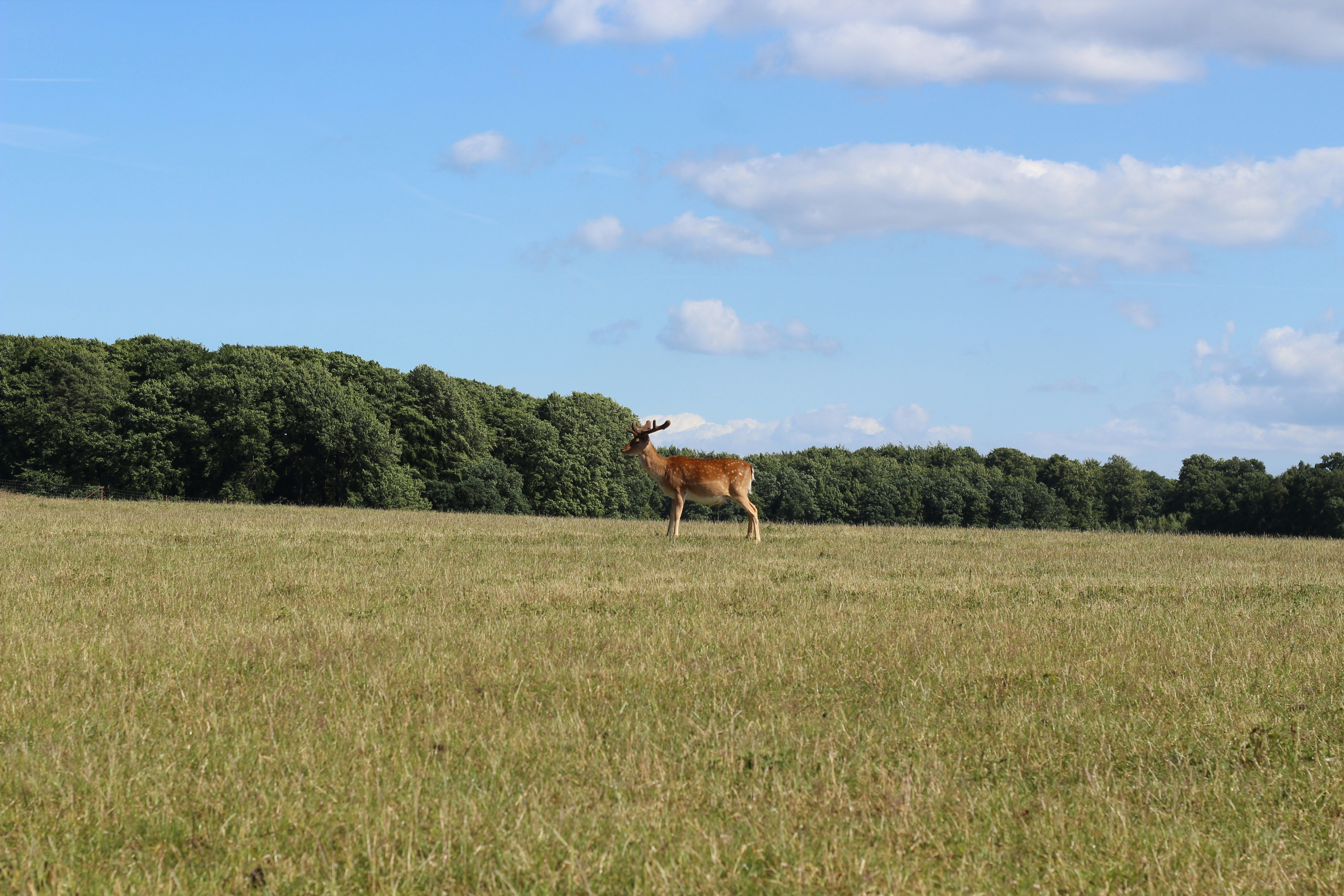 Lonely Cow Standing Guard Over a Prairie