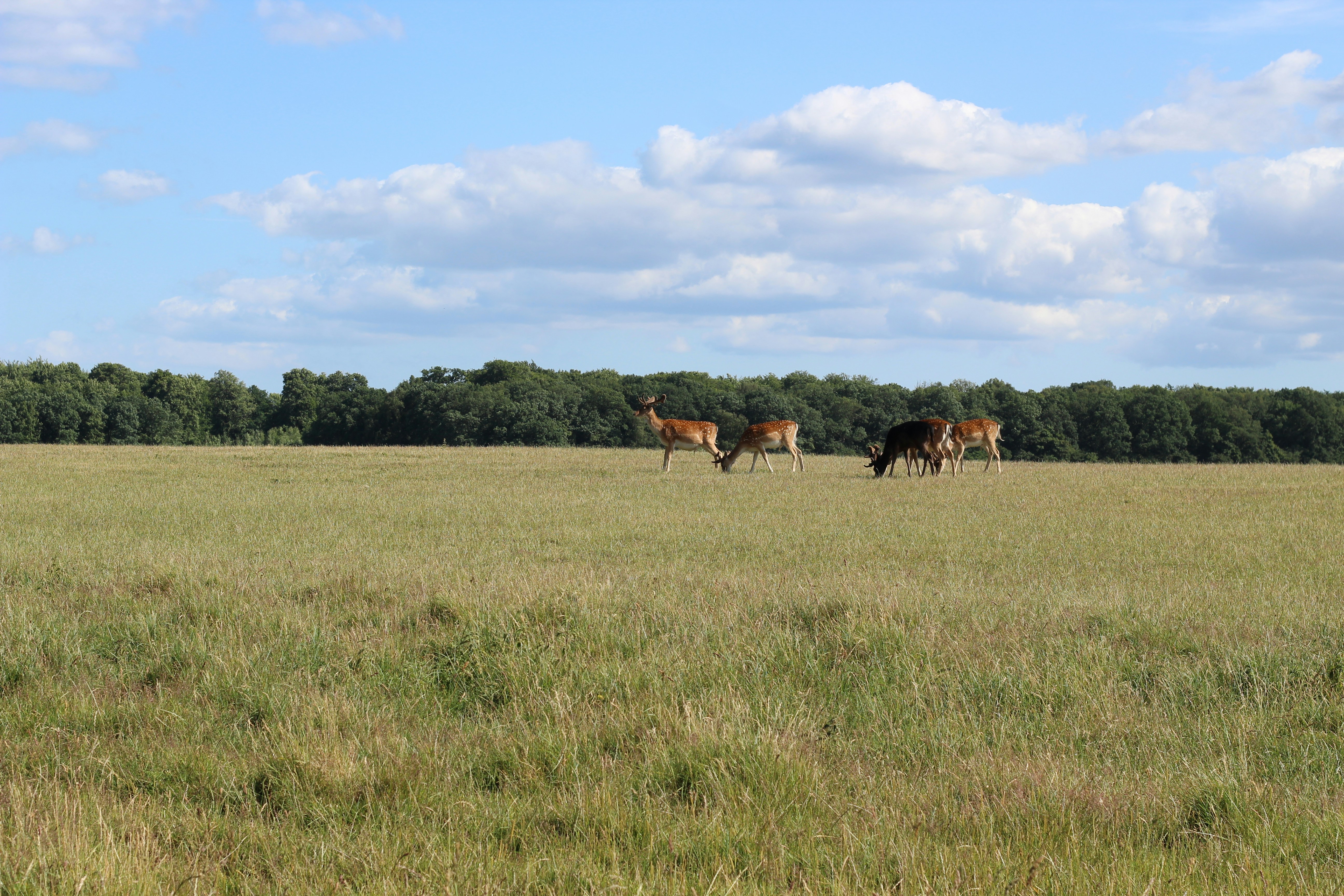 A group of animals stand in a grassy field photo – Free Dyrehaven Image ...