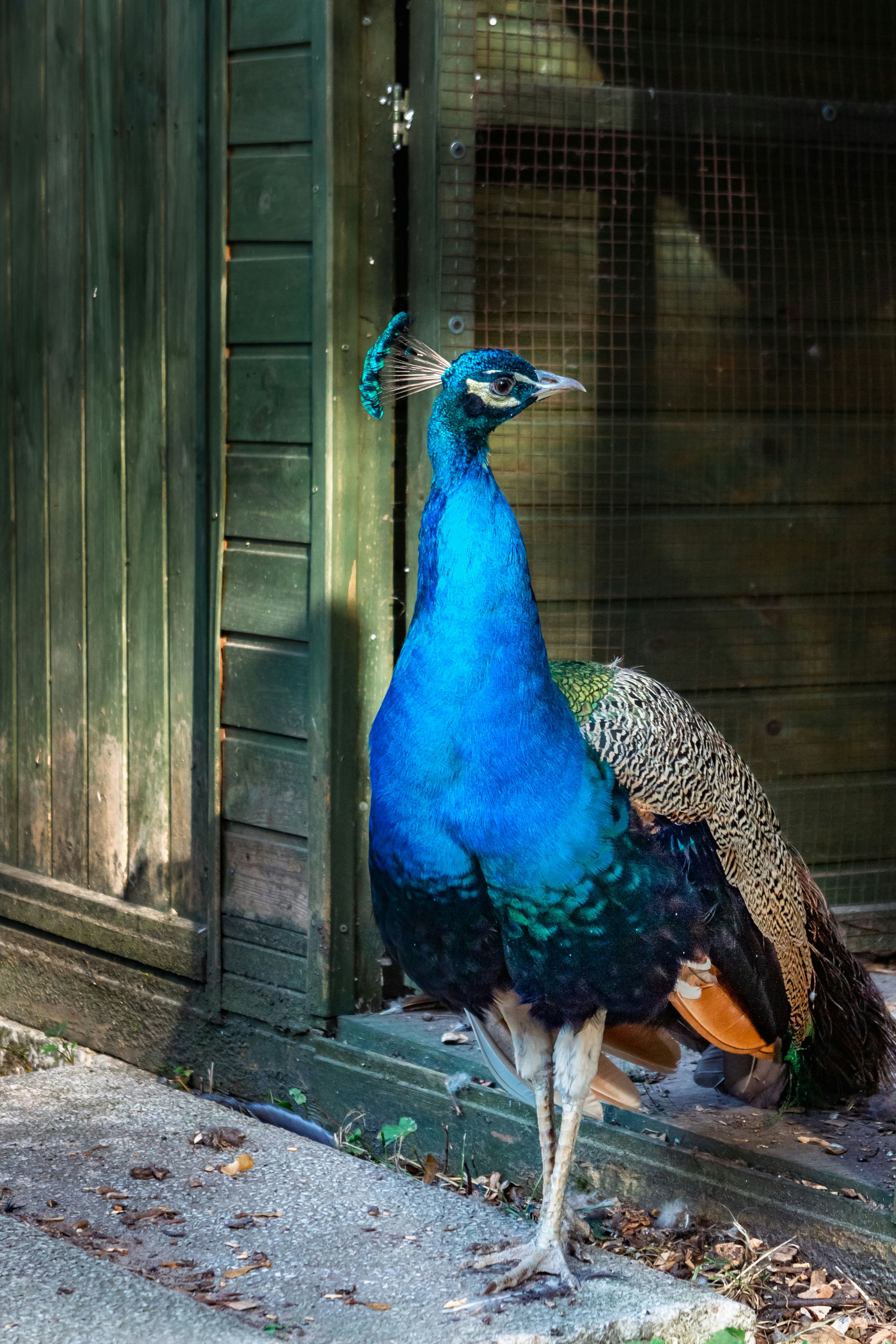 A peacock standing outside photo – Free Bird Image on Unsplash