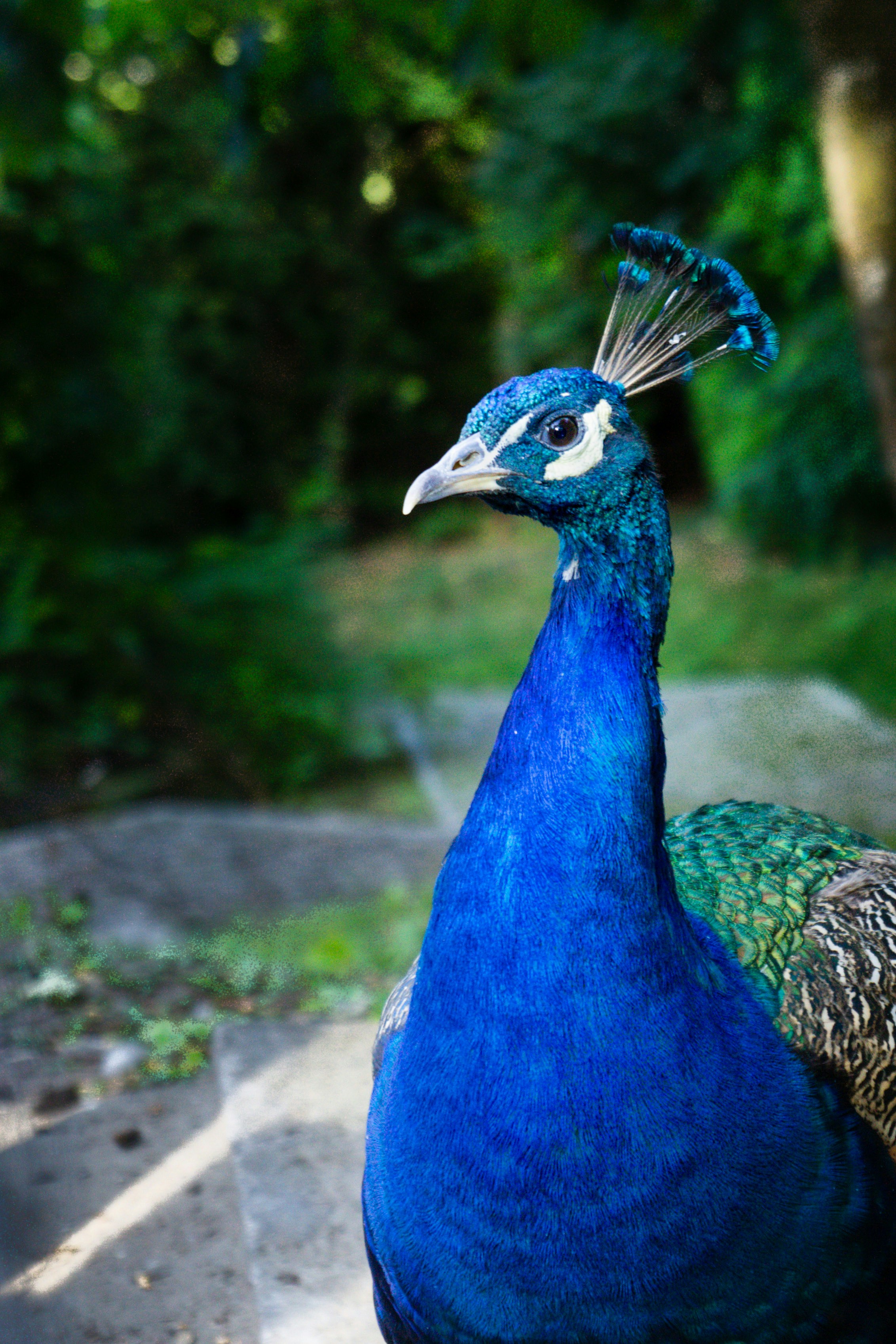 Vivid peacock with iridescent blue neck and crest stands on stone steps, set against a lush green backdrop.