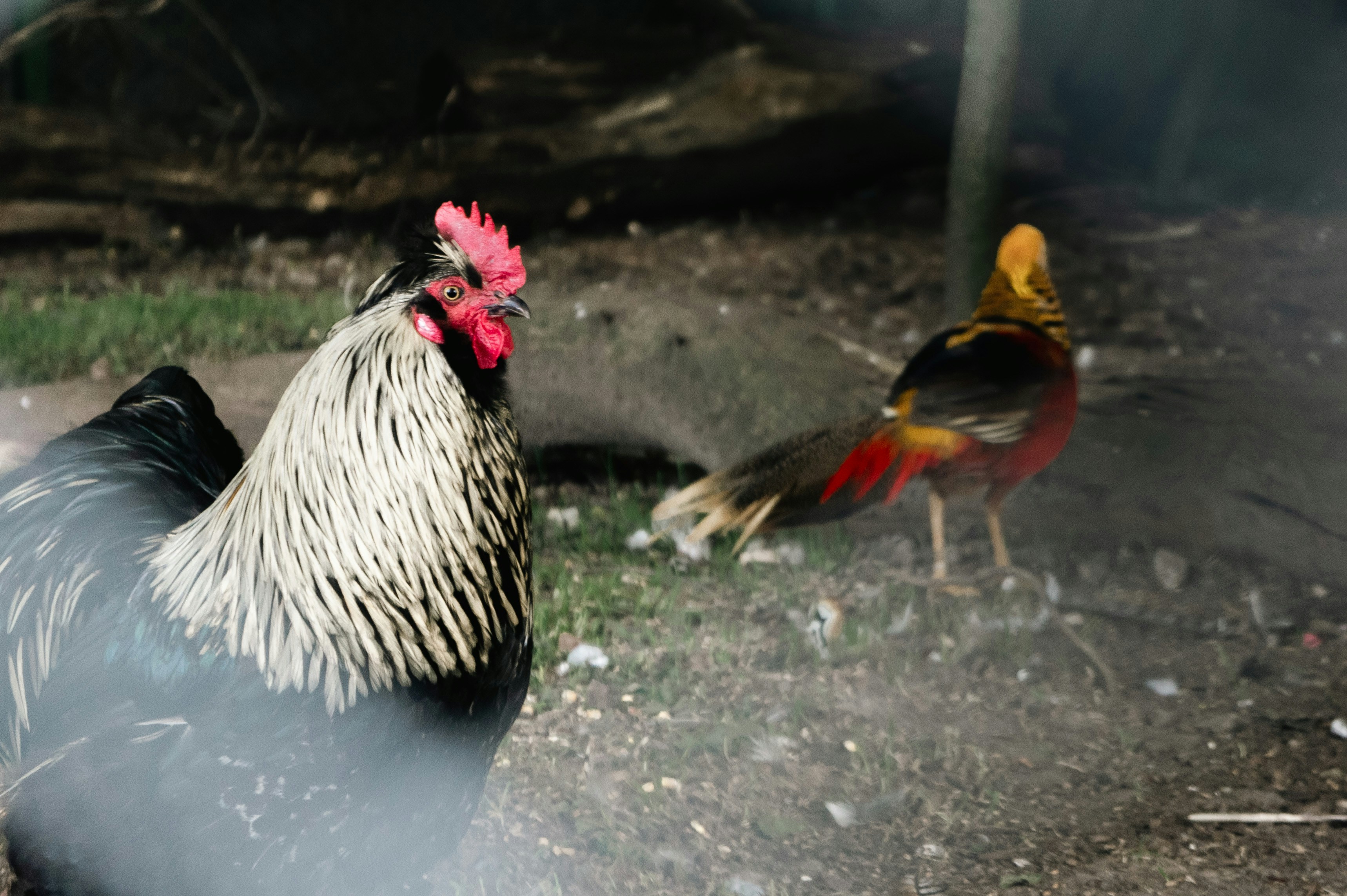 Feathers and Colors: A Study in Avian Elegance