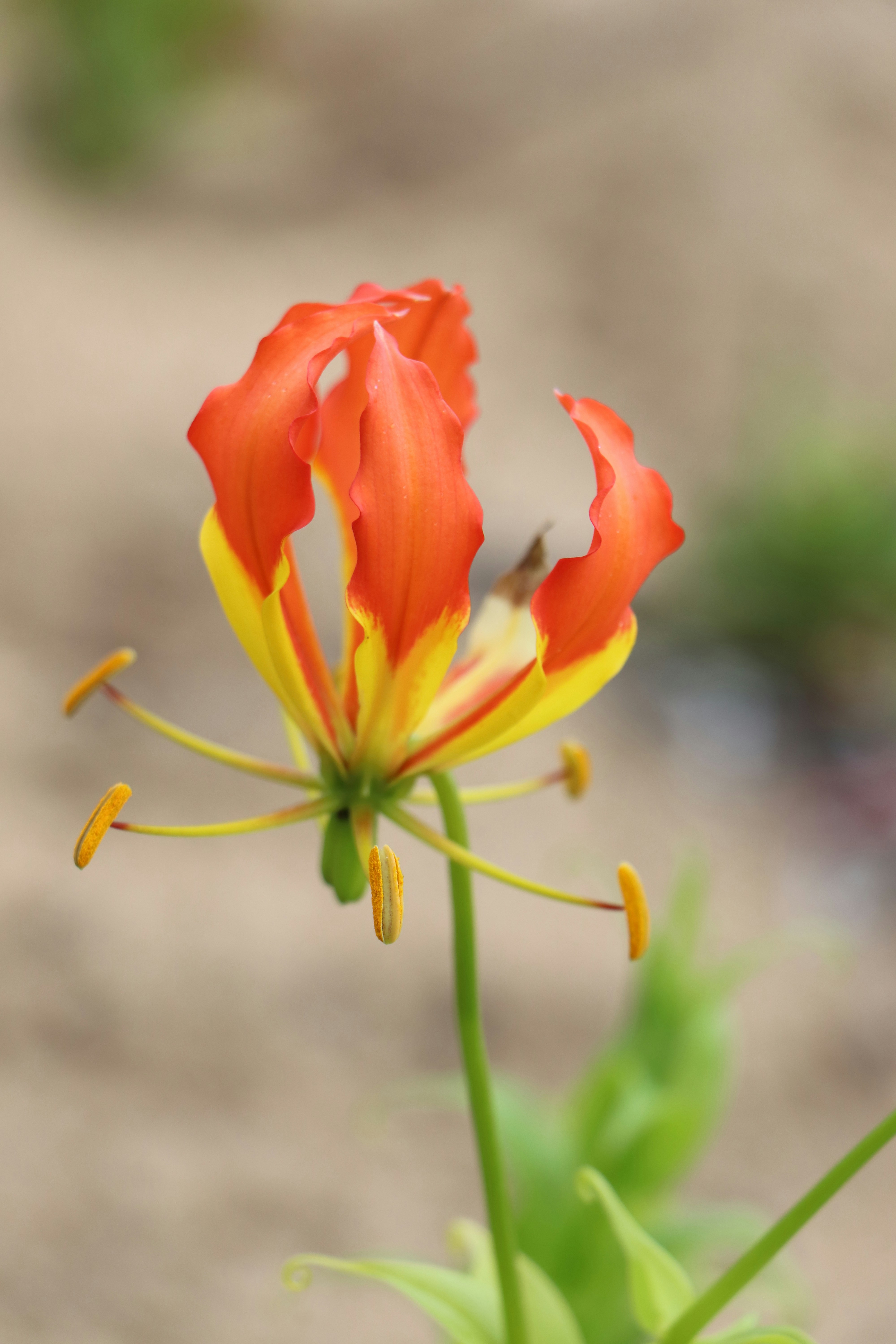Flame Lily Pictures | Download Free Images on Unsplash