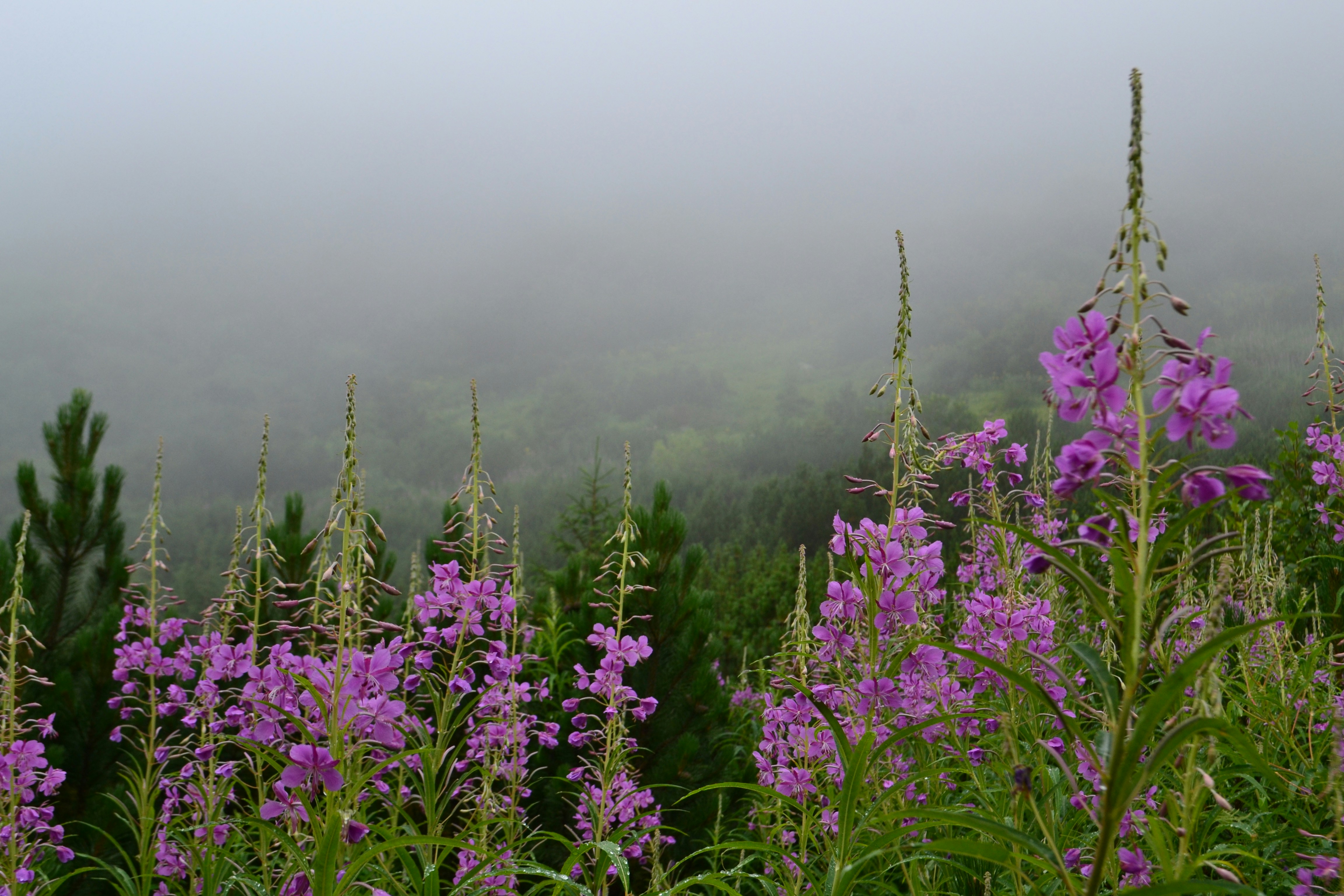 Purple fireweed blooms dominate the foreground, with a misty valley receding into fog. The scene captures a vivid color contrast between the vibrant flowers and the subdued, fog-blanketed background.