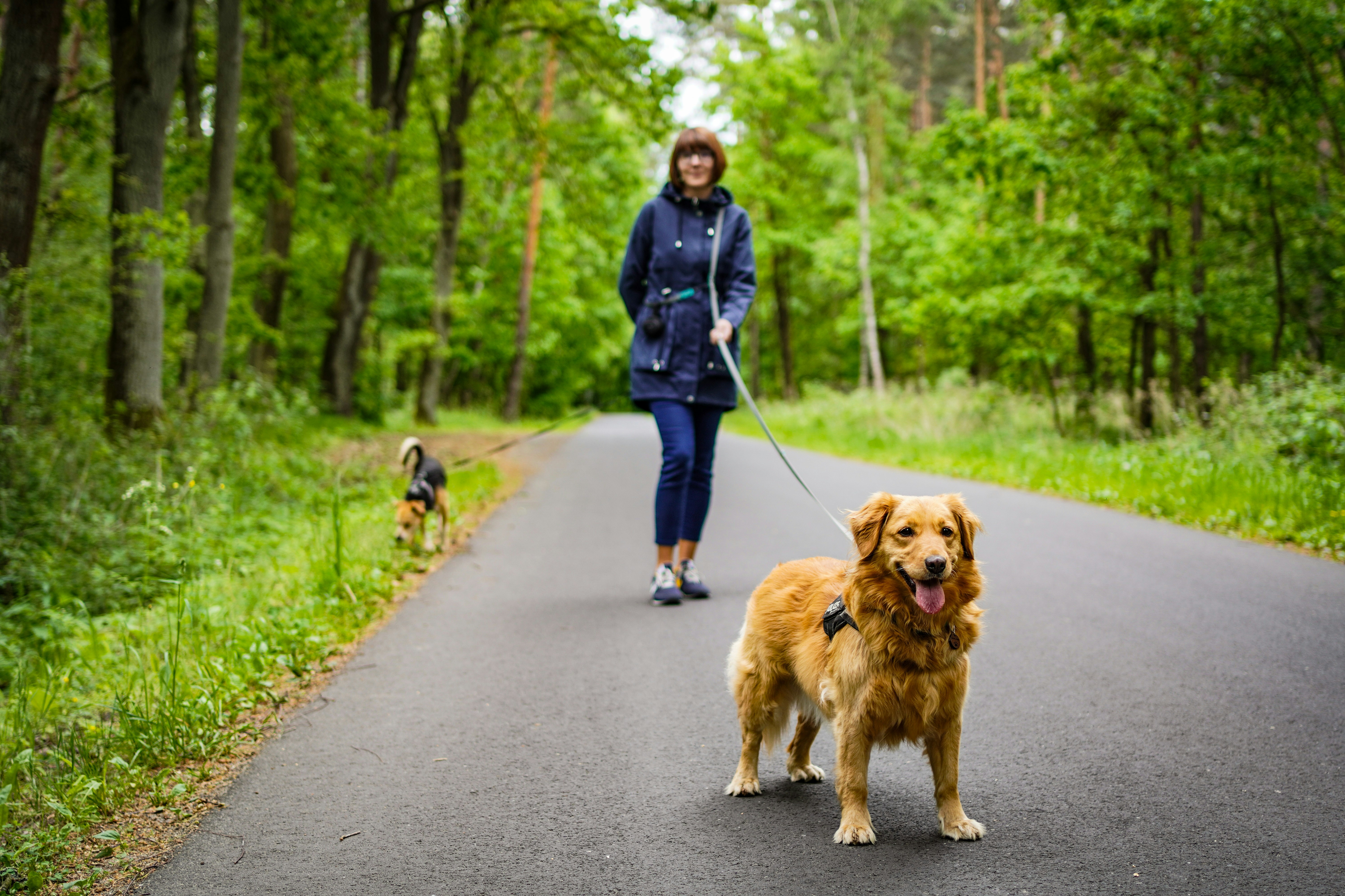 Una persona paseando a un perro con una correa en un camino en el ...