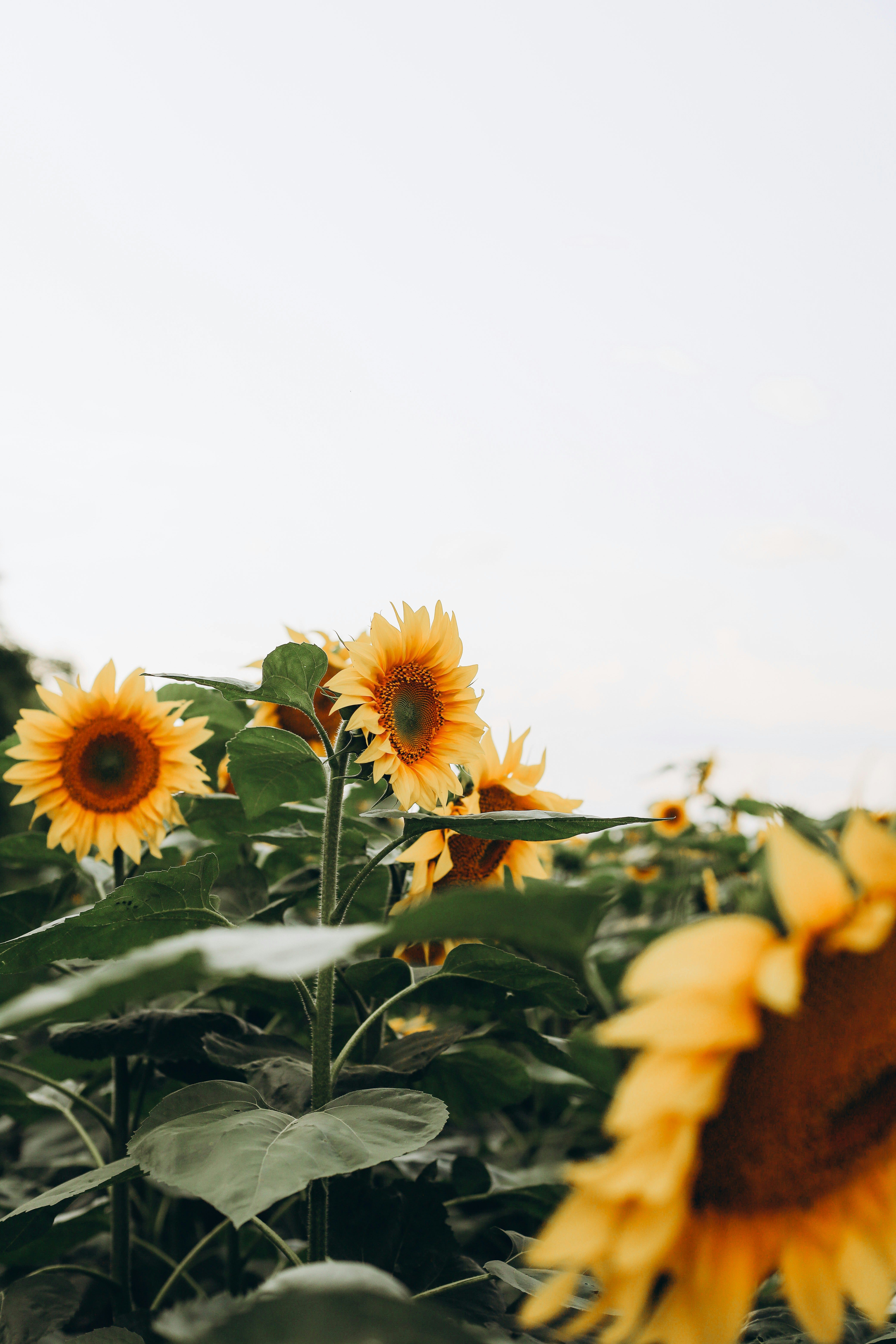 A group of sunflowers photo – Free Plant Image on Unsplash
