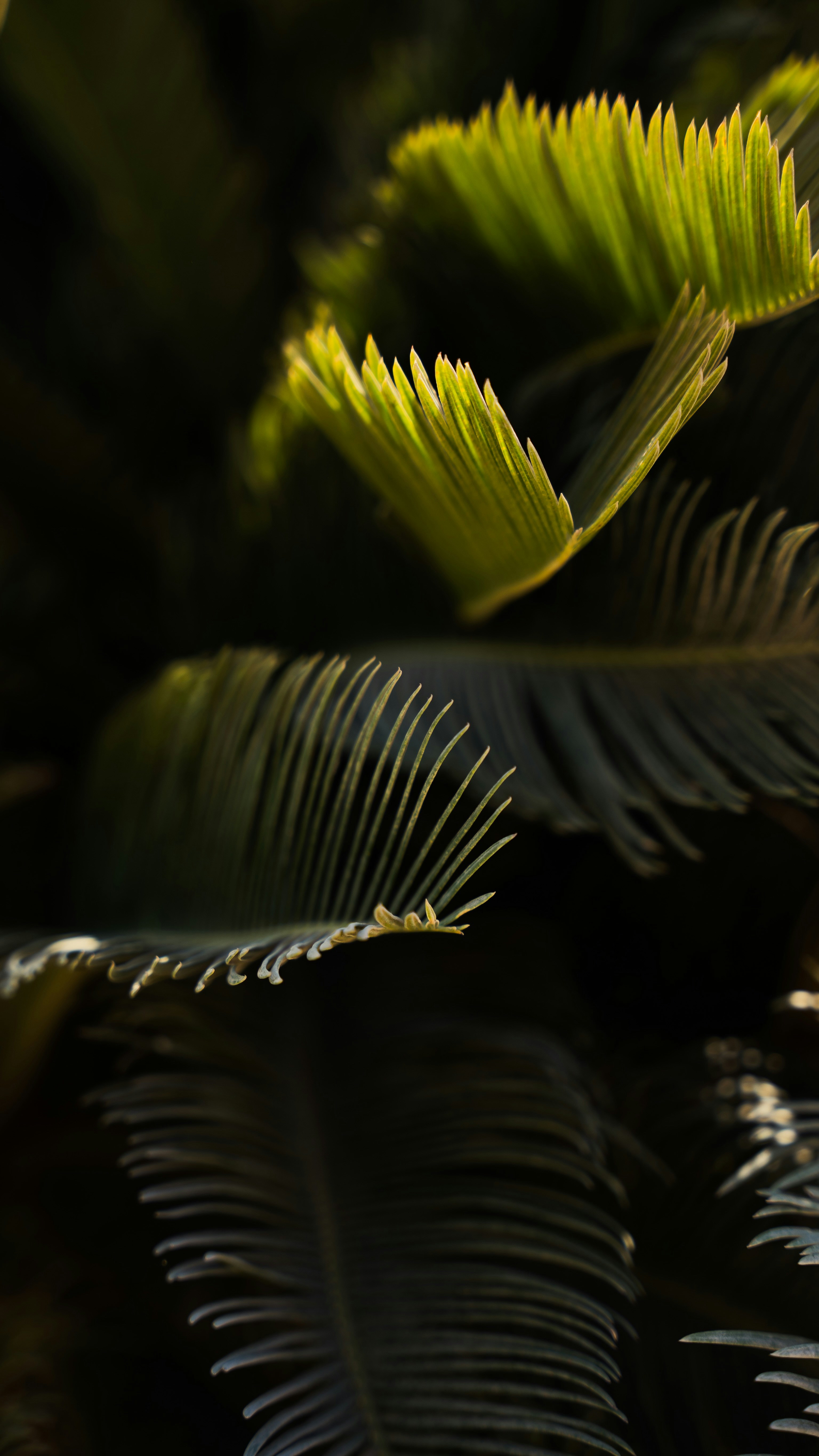 A close up of a plant photo – Free Zed park zayed Image on Unsplash