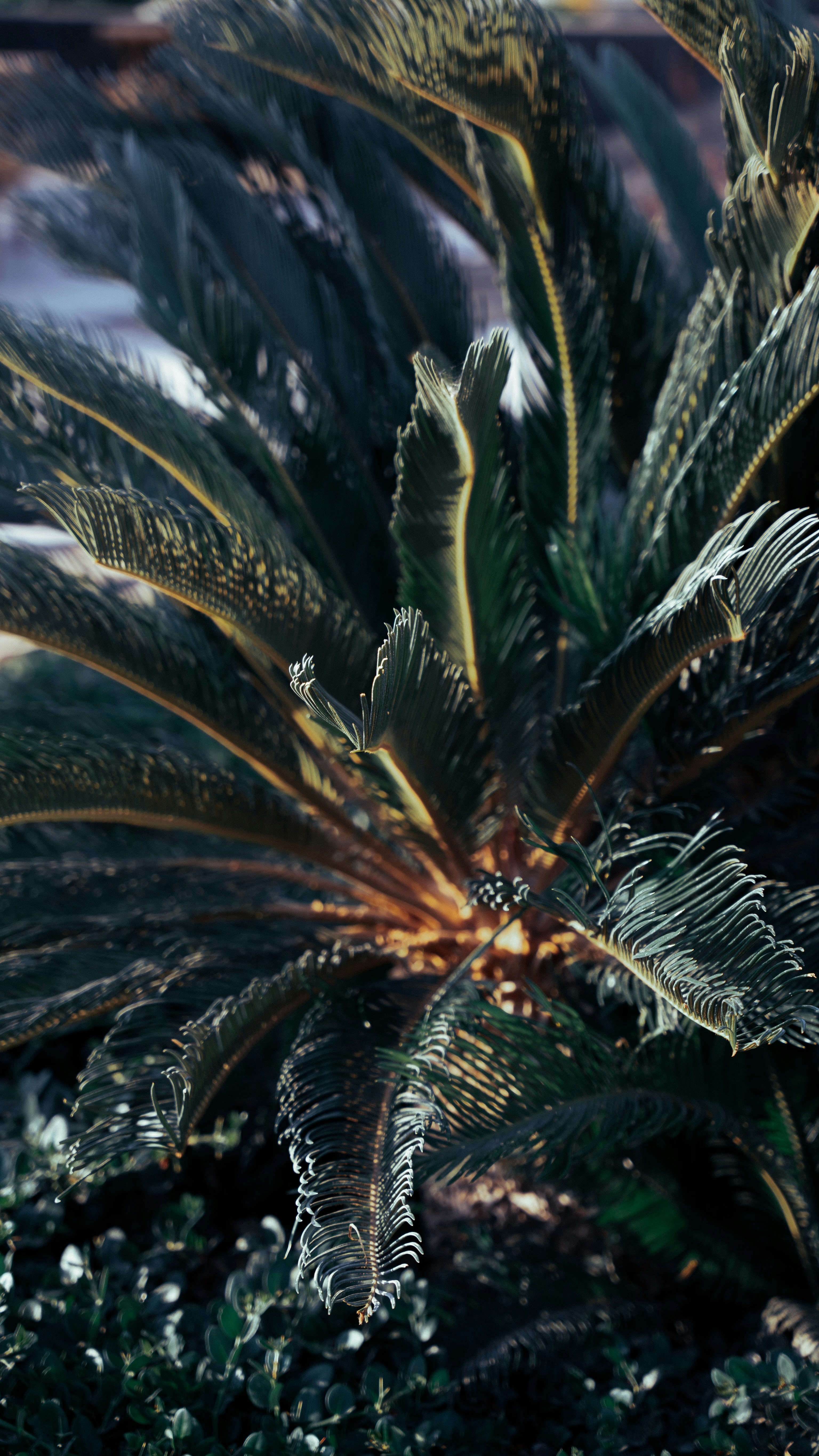Edge-lit Sago Palm Rosette: Fronds Radiate in Quiet Light