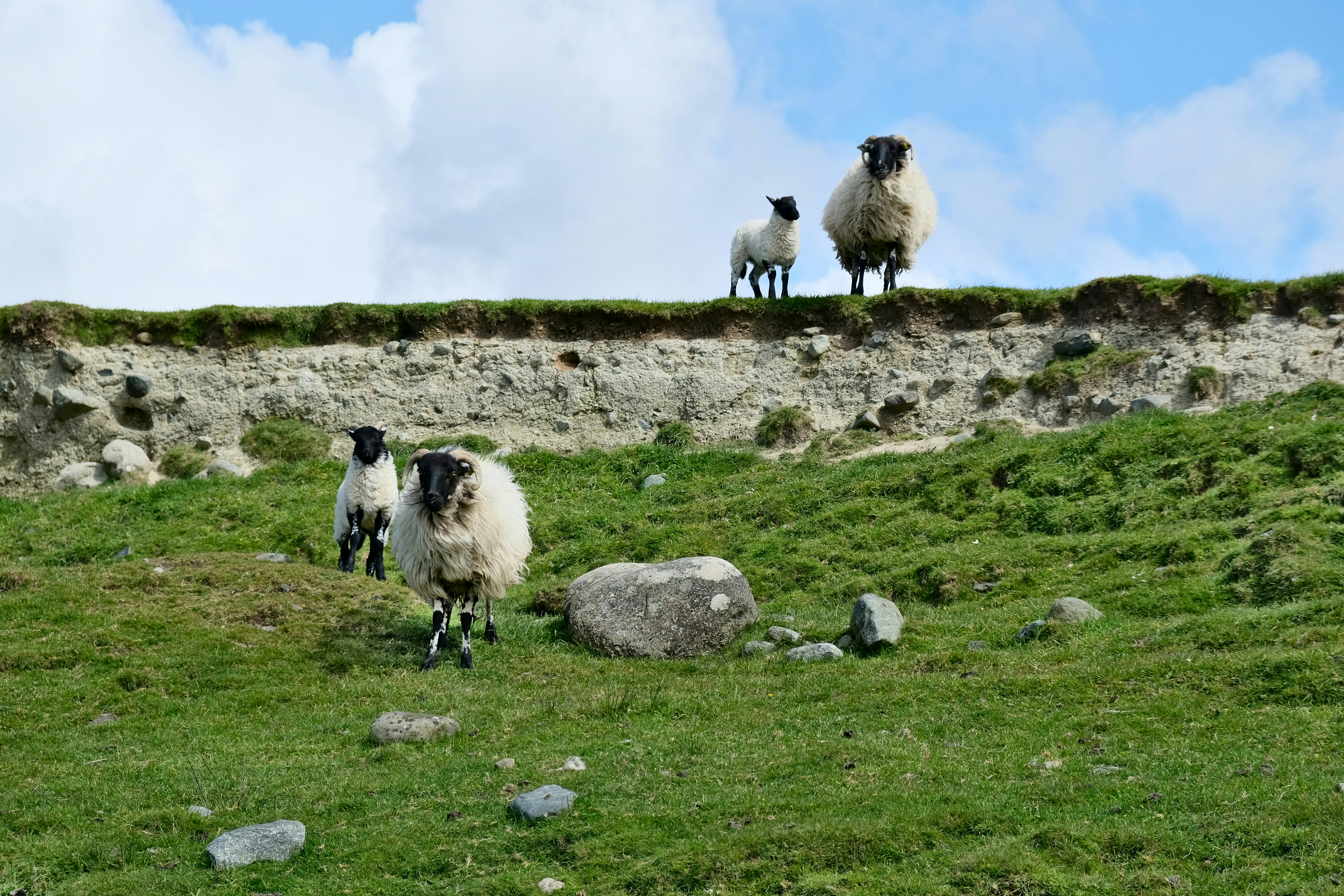 Wallpaper Desktop Sheep Pictures | Download Free Images on Unsplash
