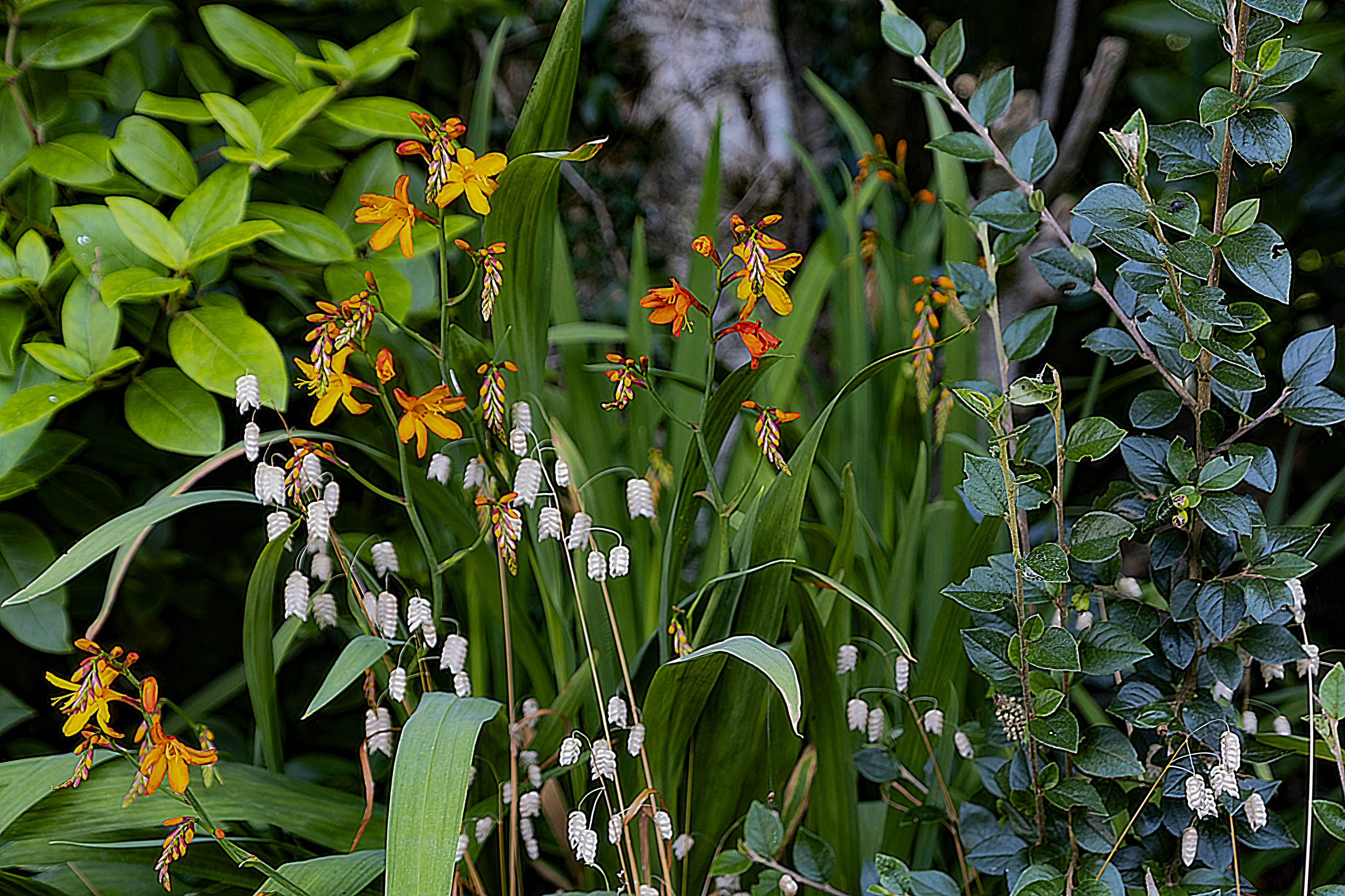 Crocosmia Flames Amid Verdant Foliage: A Garden Close-Up
