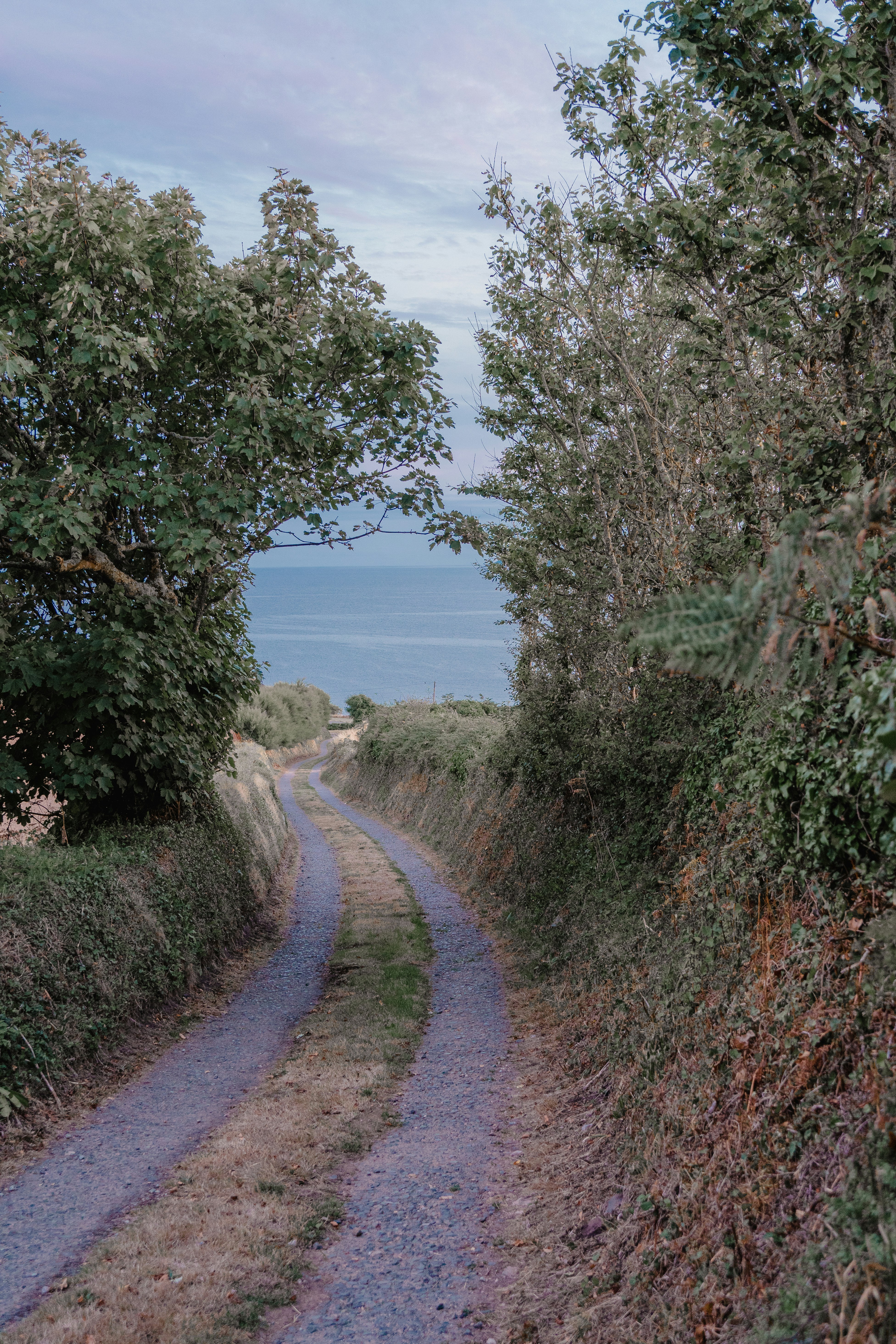 Coastal Path Through Green Canopy Toward Distant Sea