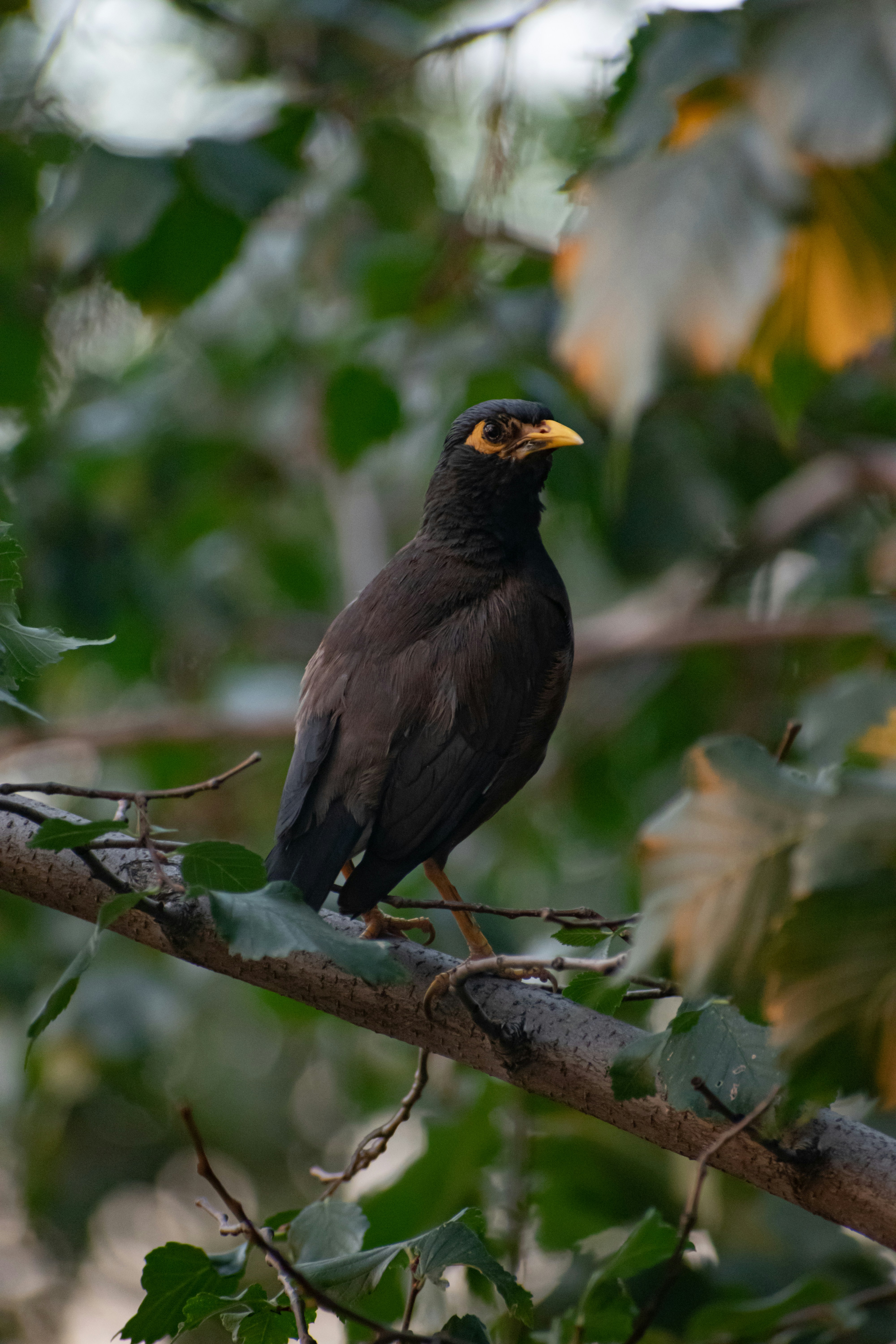 A black bird perched on a branch amidst lush green leaves, showcasing its vibrant yellow beak and attentive posture.