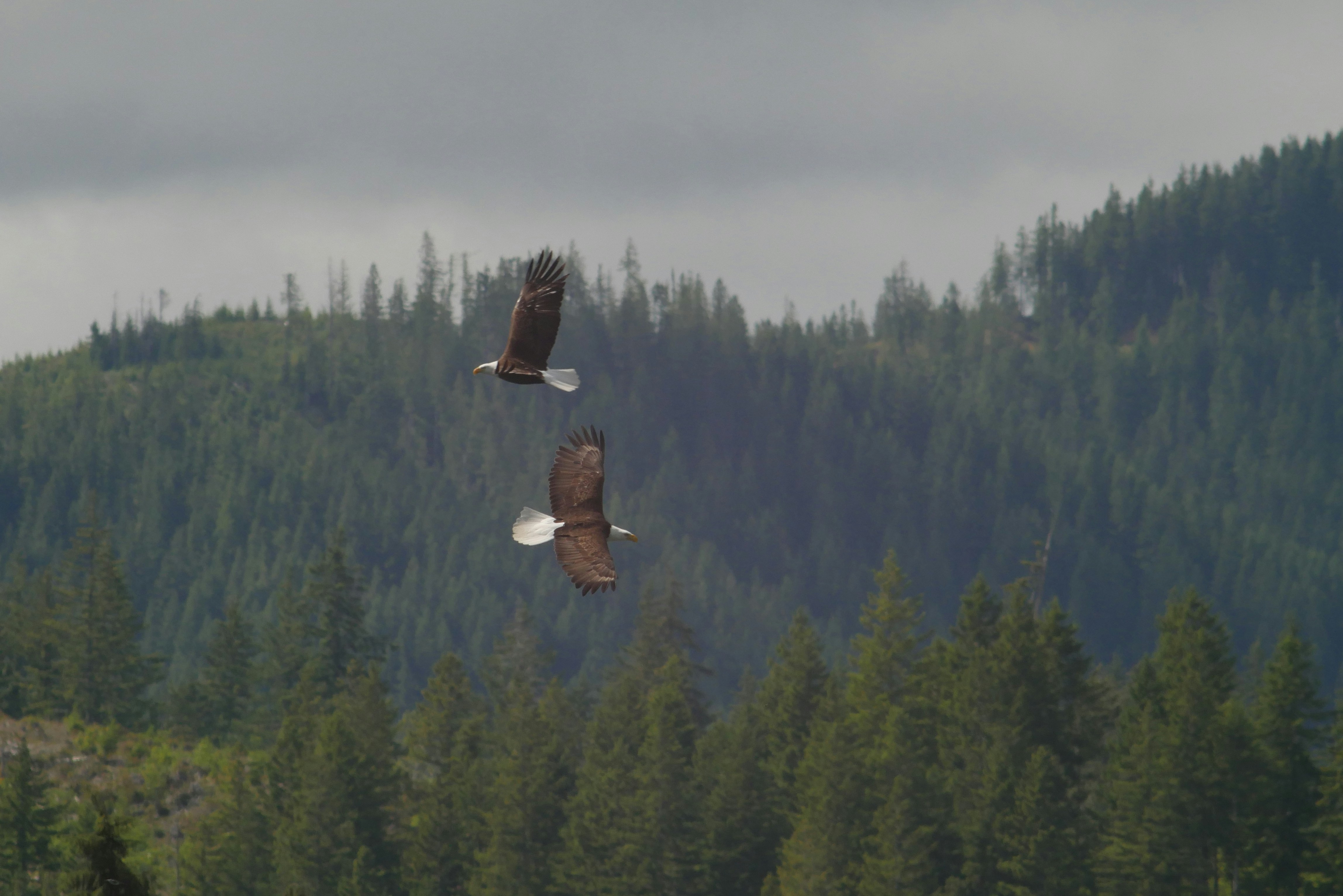Pair of Raptors Soaring Over a Pine-Filled Valley