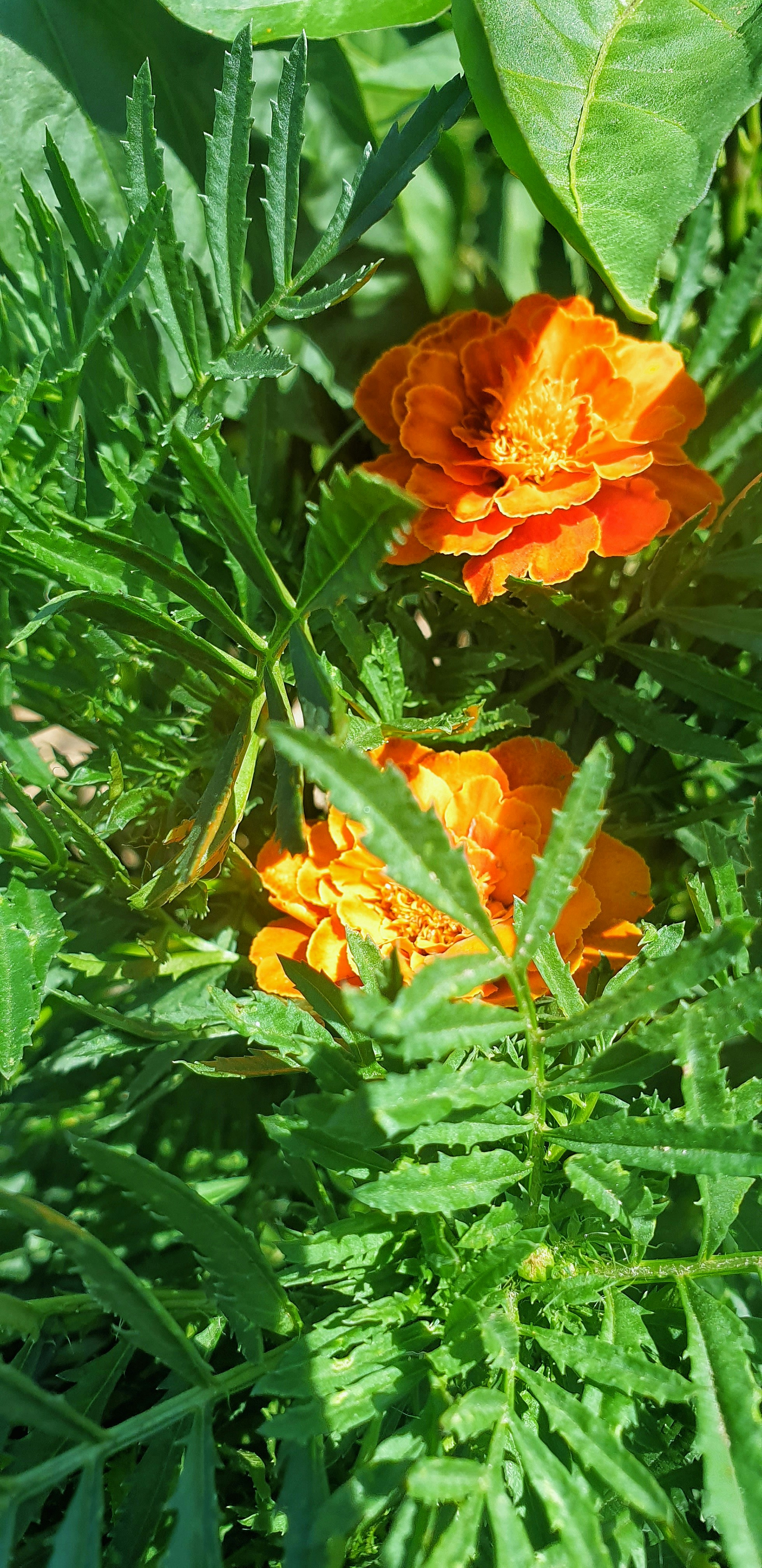 Bright orange marigold flowers nestled among vibrant green foliage in a sunlit garden.
