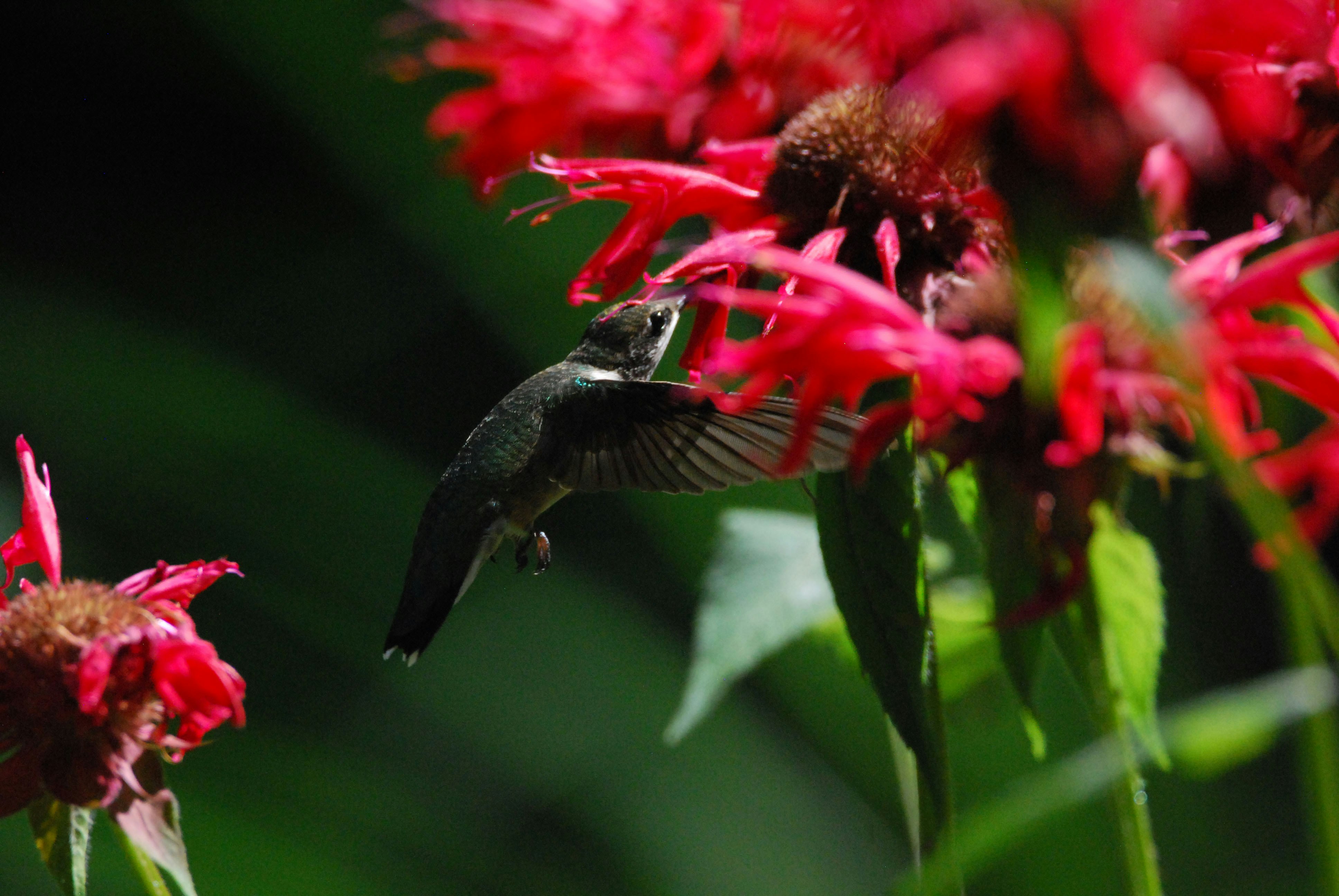 Hummingbird hovering near vibrant red flowers, showcasing its delicate wings and iridescent feathers.