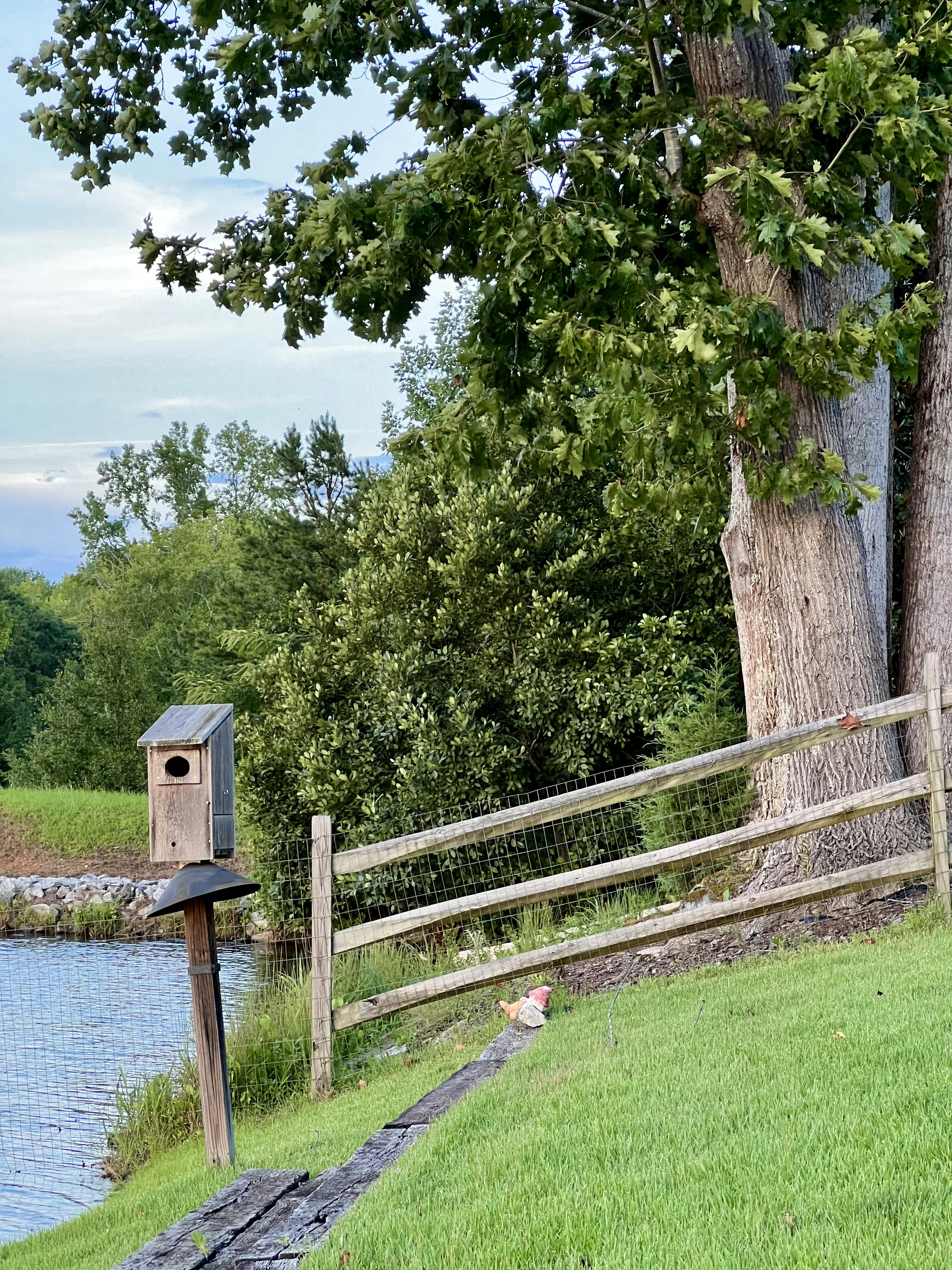 a tree with a fence around it