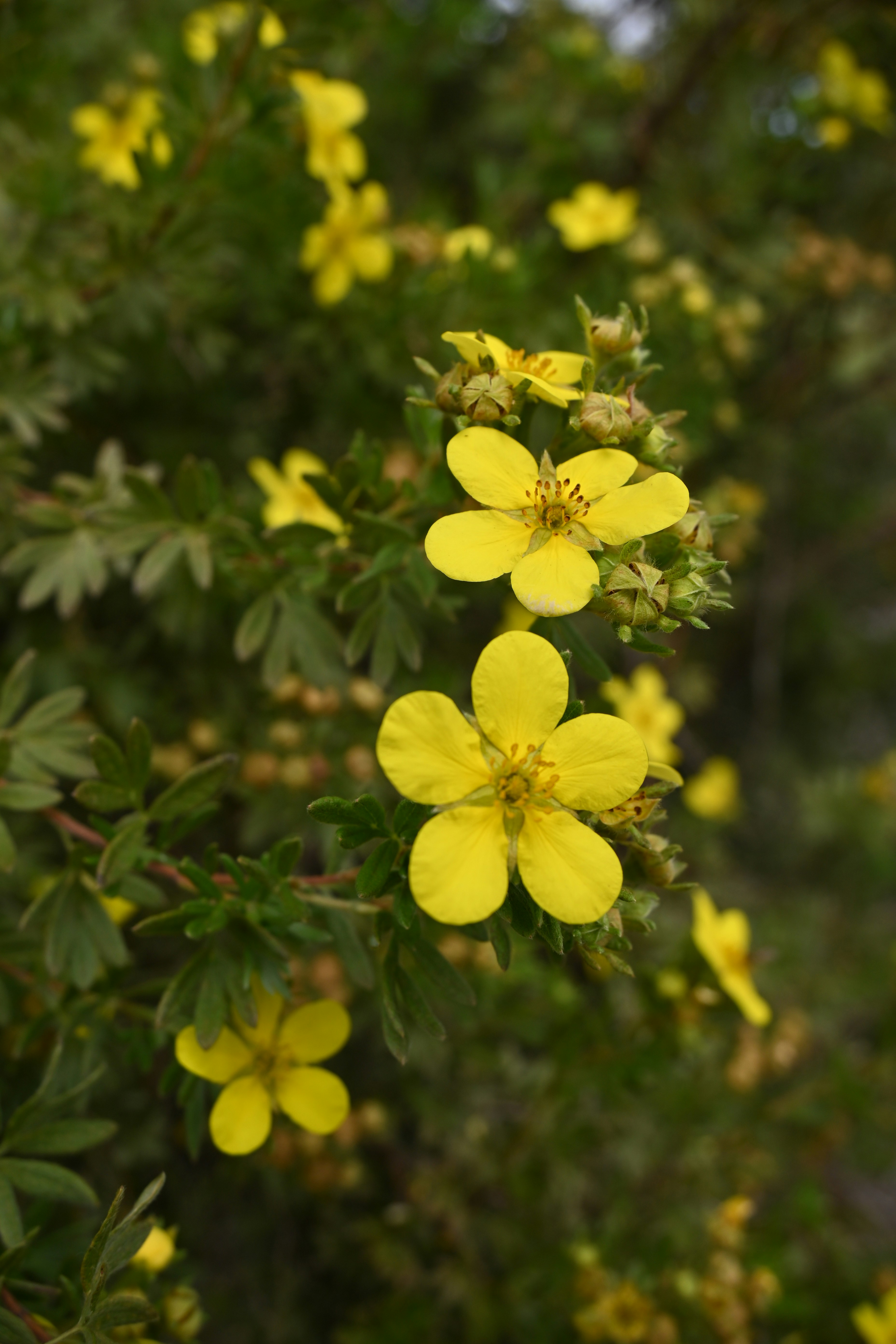 Golden Blossoms Amidst a Green Canvas