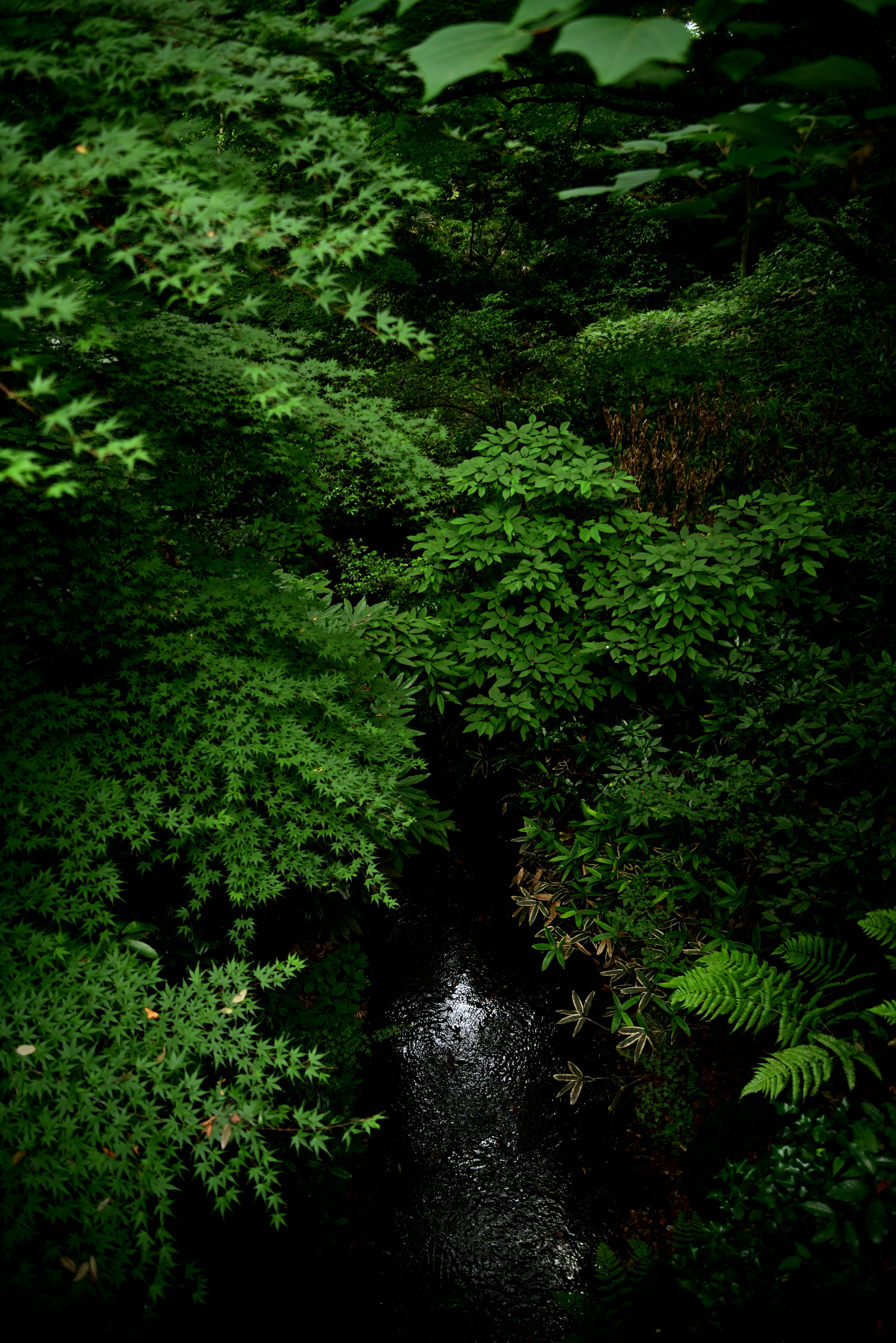 a stream in a forest