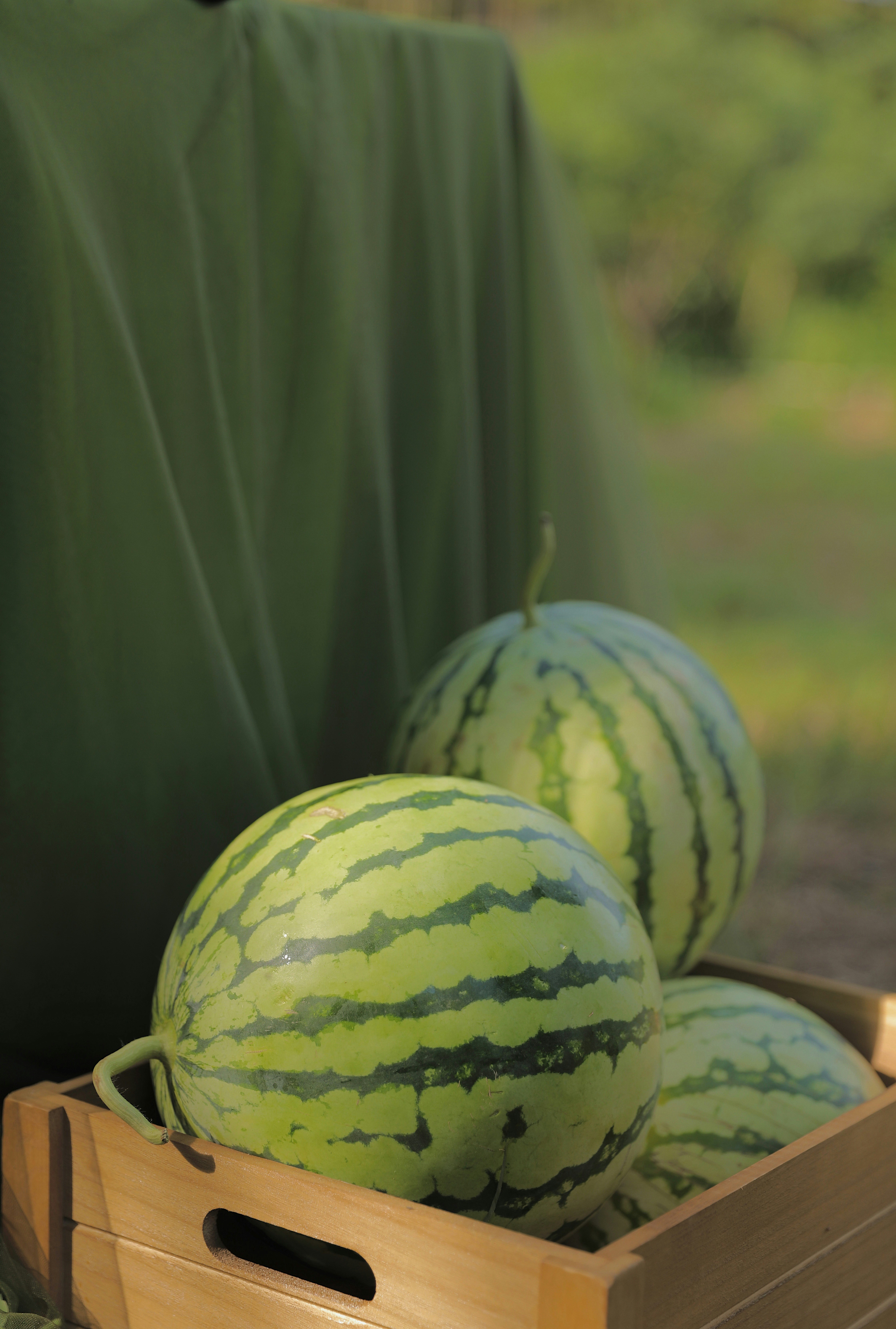 Three ripe watermelons resting in a wooden crate, surrounded by lush greenery. The vibrant colors and textures emphasize the freshness of the produce.