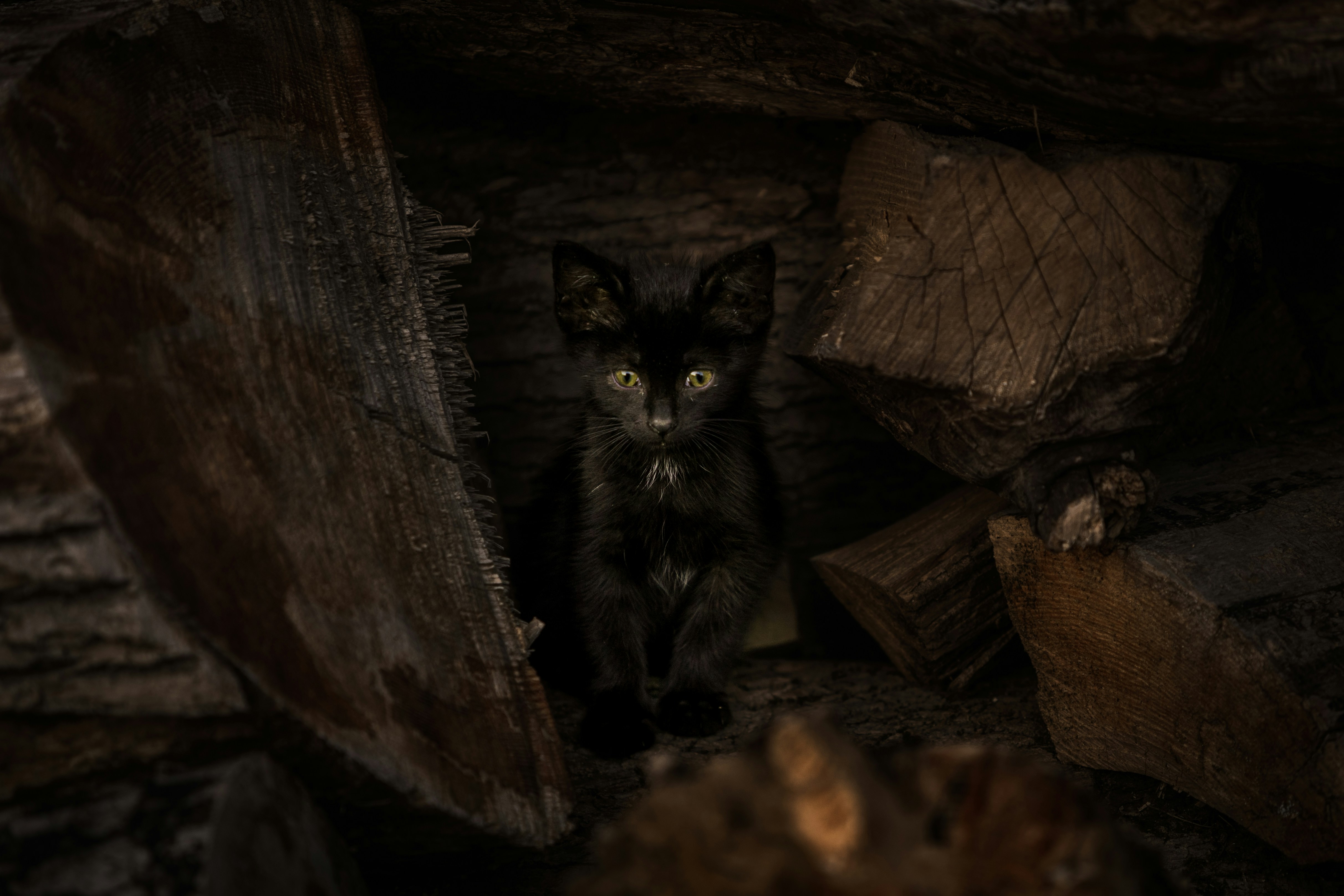 Kitten in a wood pile 