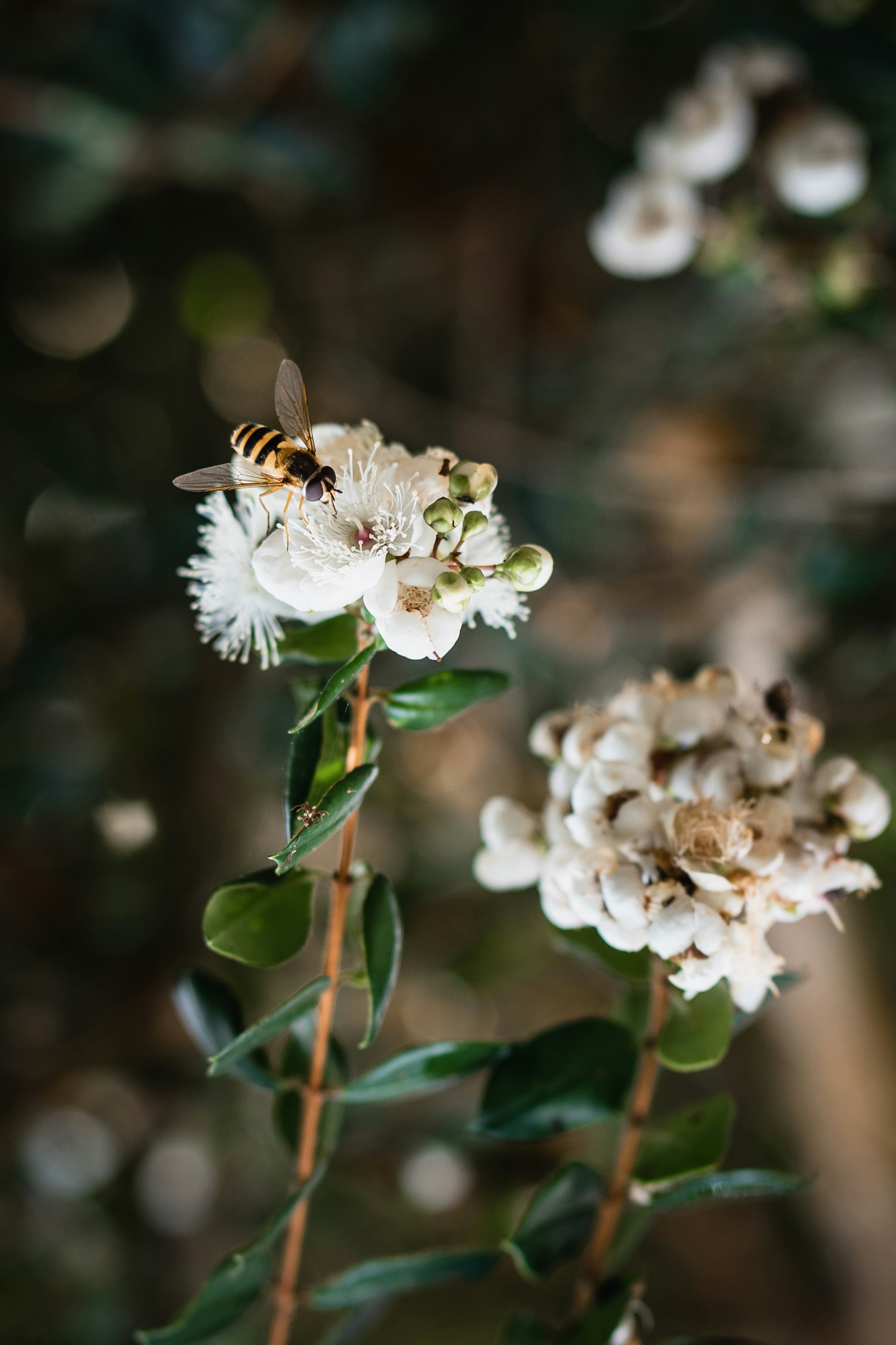 Hovering Visitor on a Cream Blossom