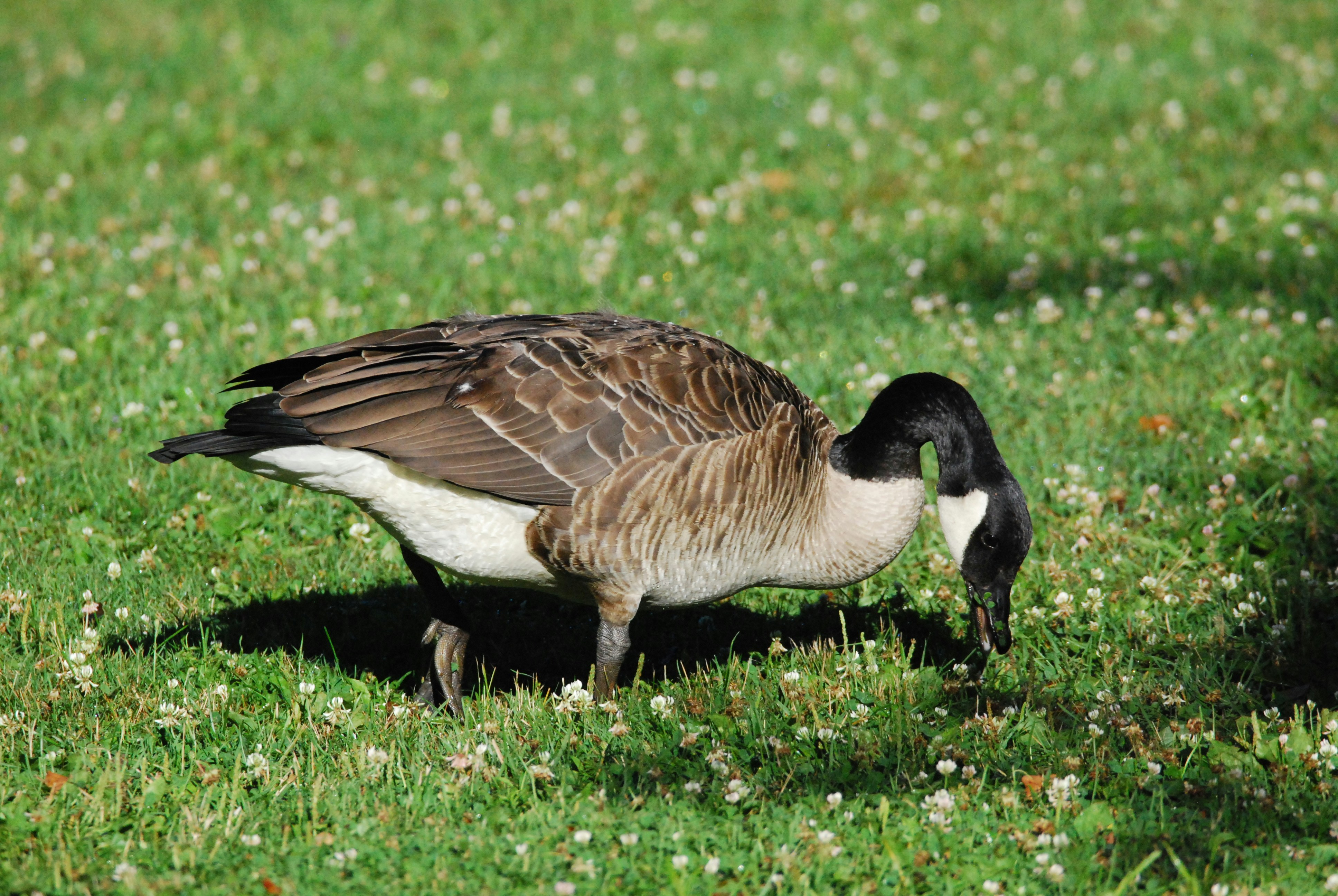 A Canada goose foraging on a grassy field dotted with clover flowers, showcasing its natural behavior in a serene environment.