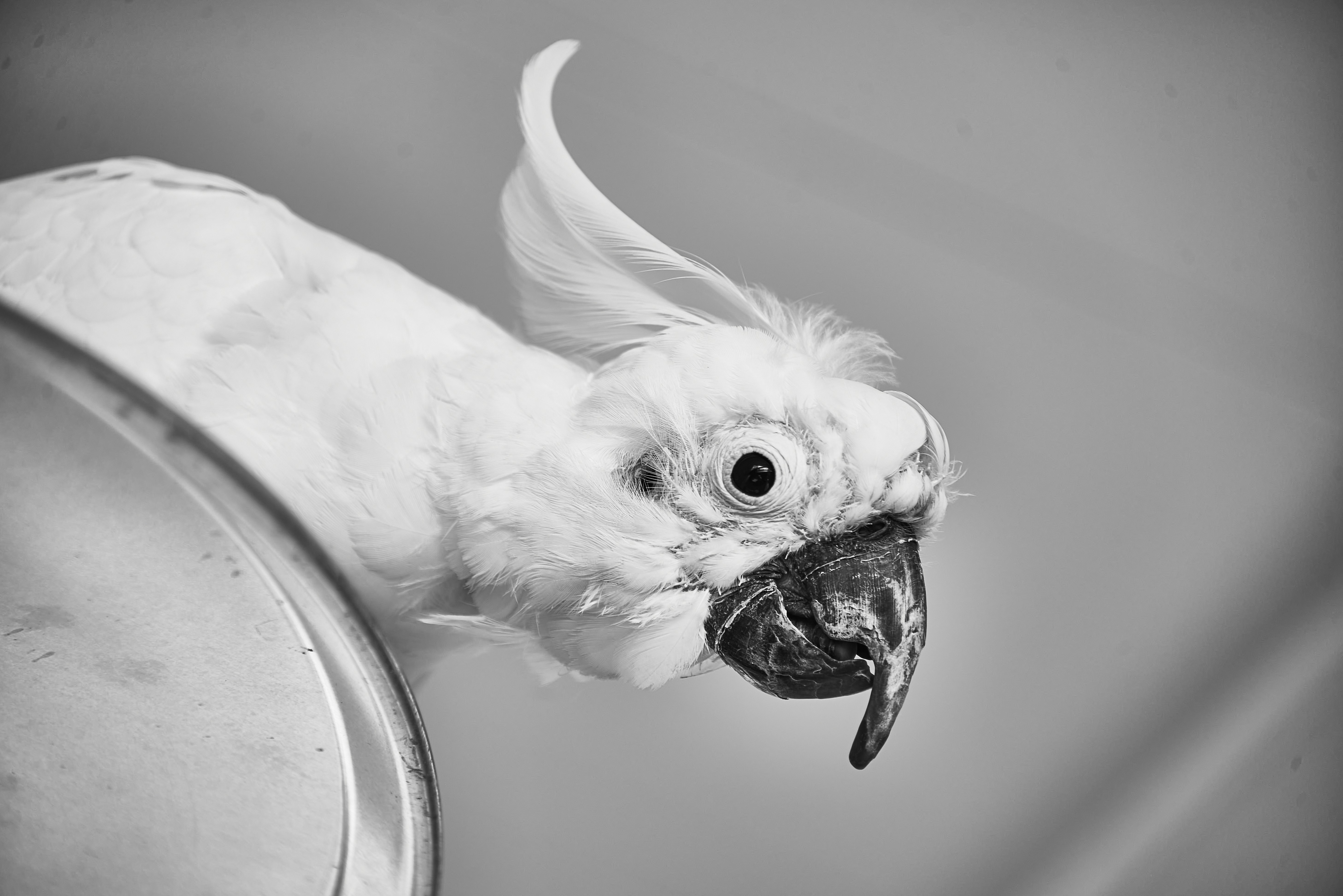 Male sulphur crested cockatoo
