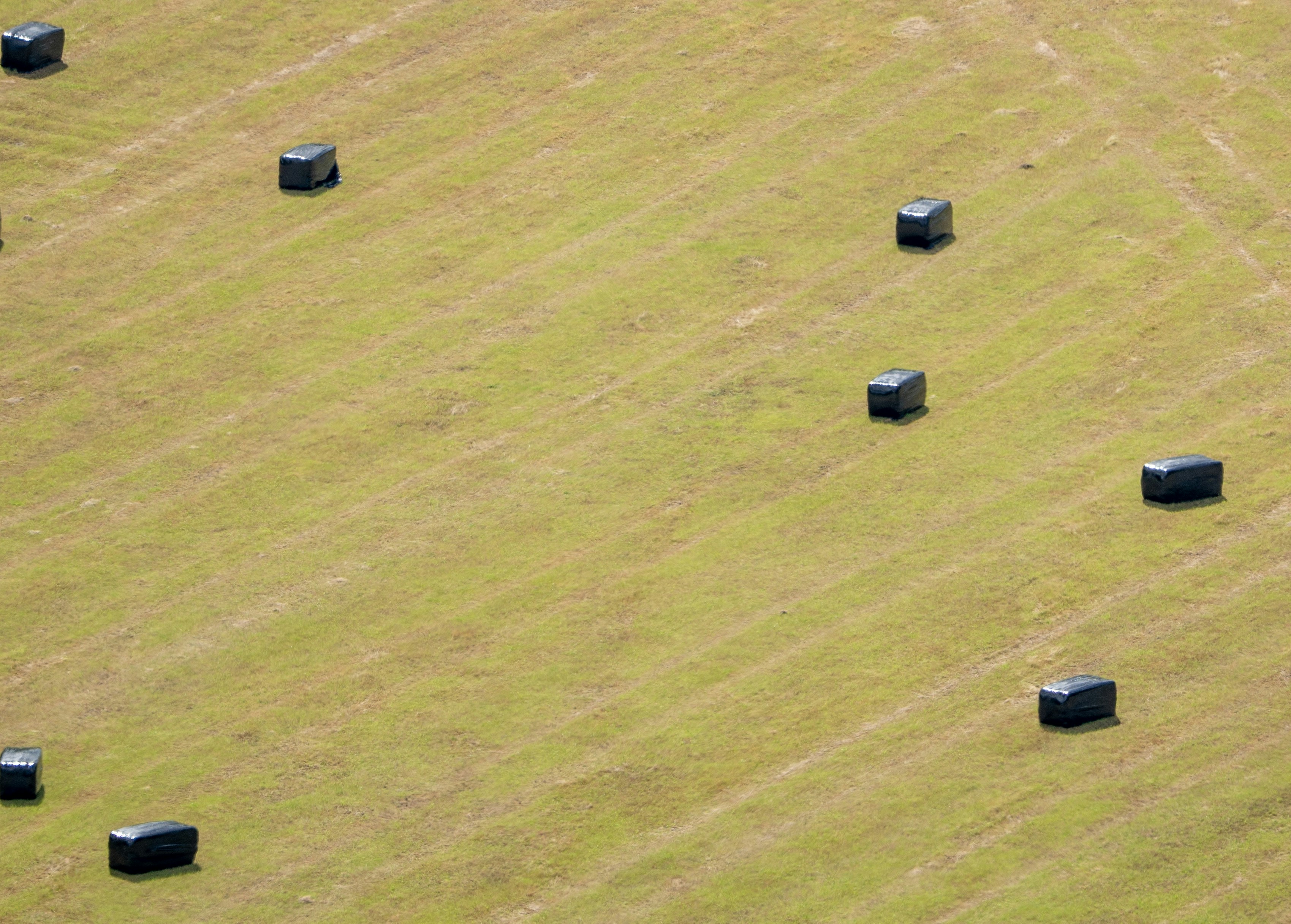 Black bales scattered across a green field, showcasing a unique agricultural pattern. The scene captures the essence of rural life and farming practices.