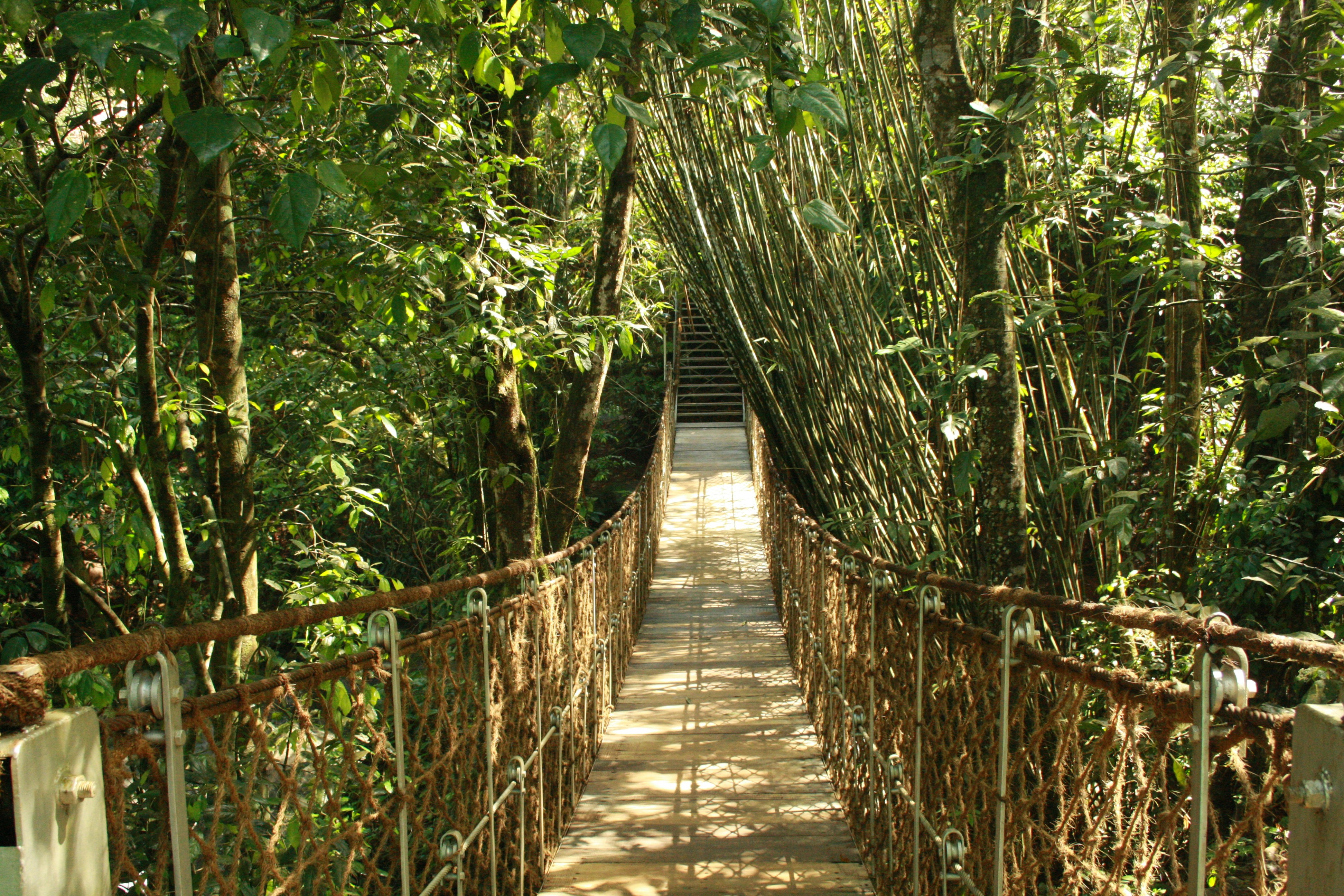 Suspended bridge meandering through lush greenery, leading to a staircase in the distance. The interplay of light and shadow highlights the vibrant foliage.