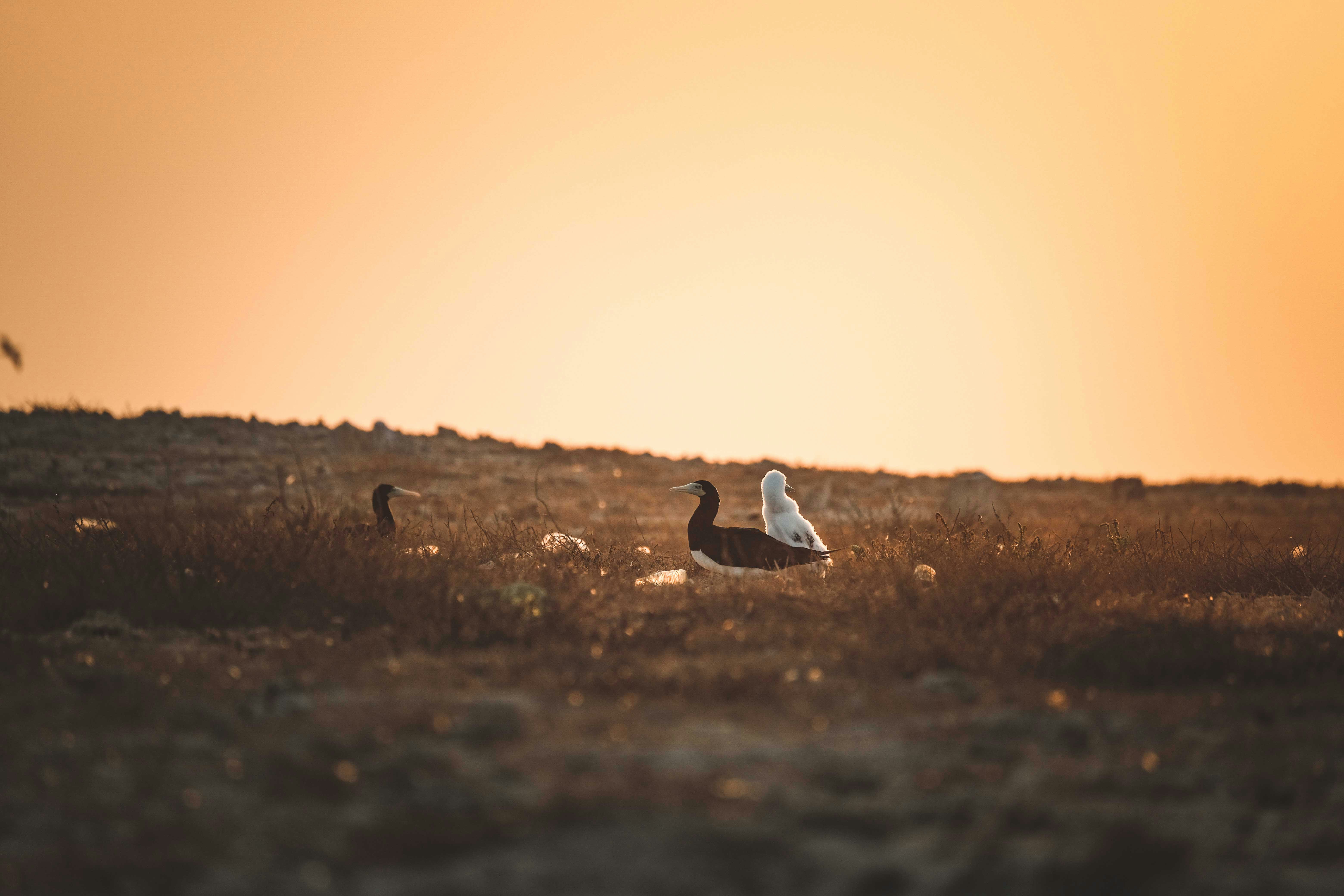 a flock of seagulls standing on a field