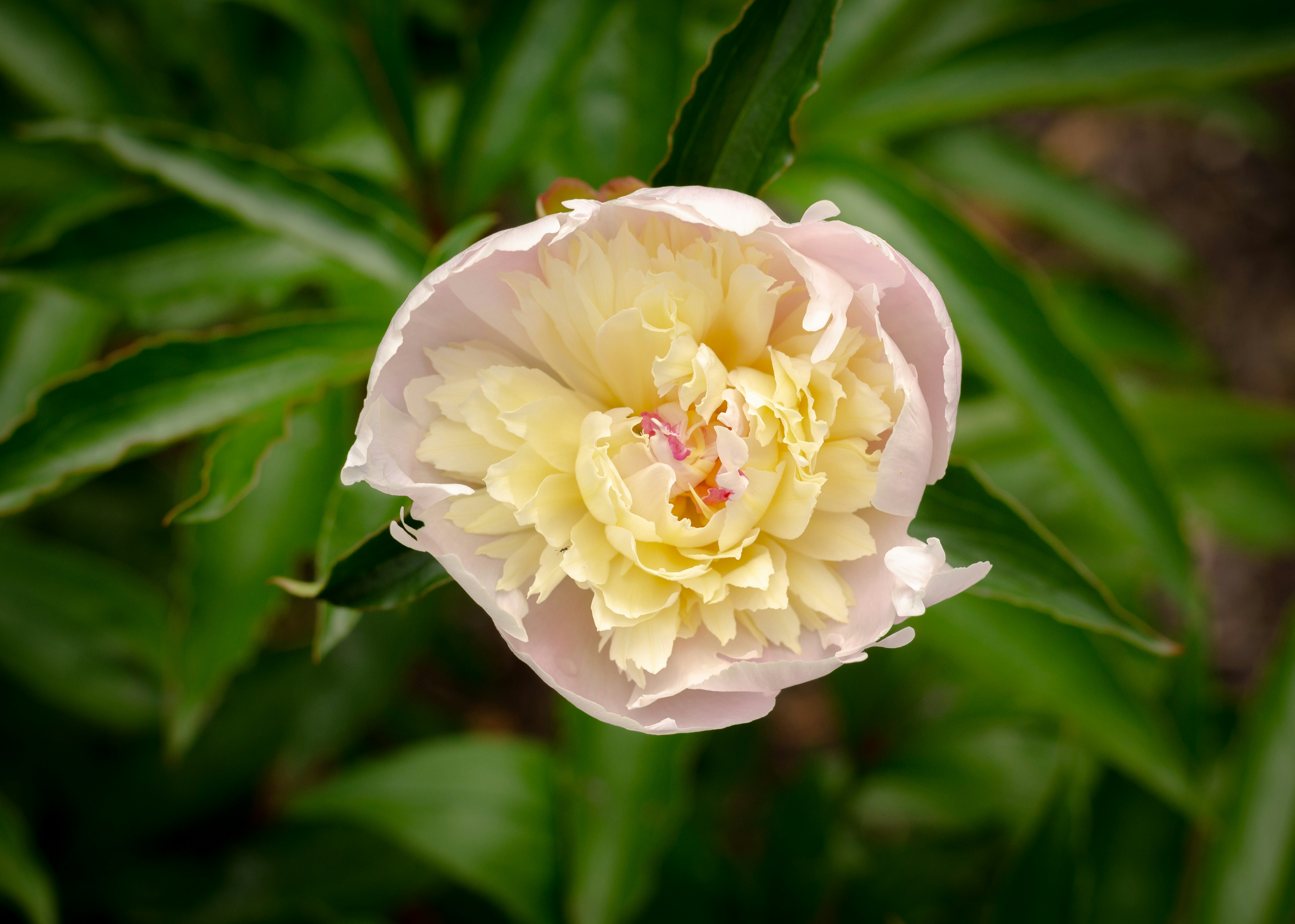 White flower with a pink center surrounded by lush green leaves.
