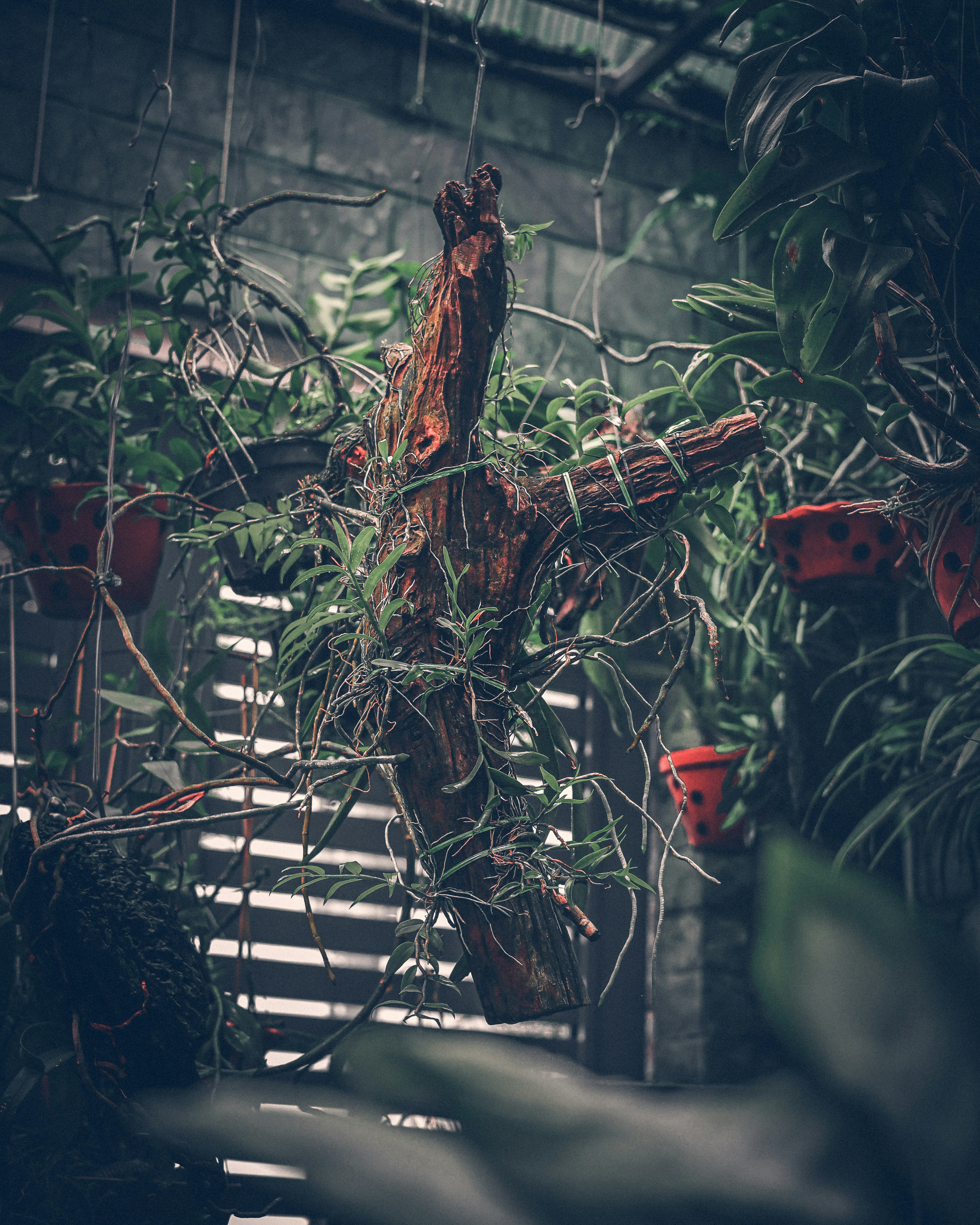 Weathered Centerpiece: A Gnarled Trunk Entwined by Greenhouse Vines
