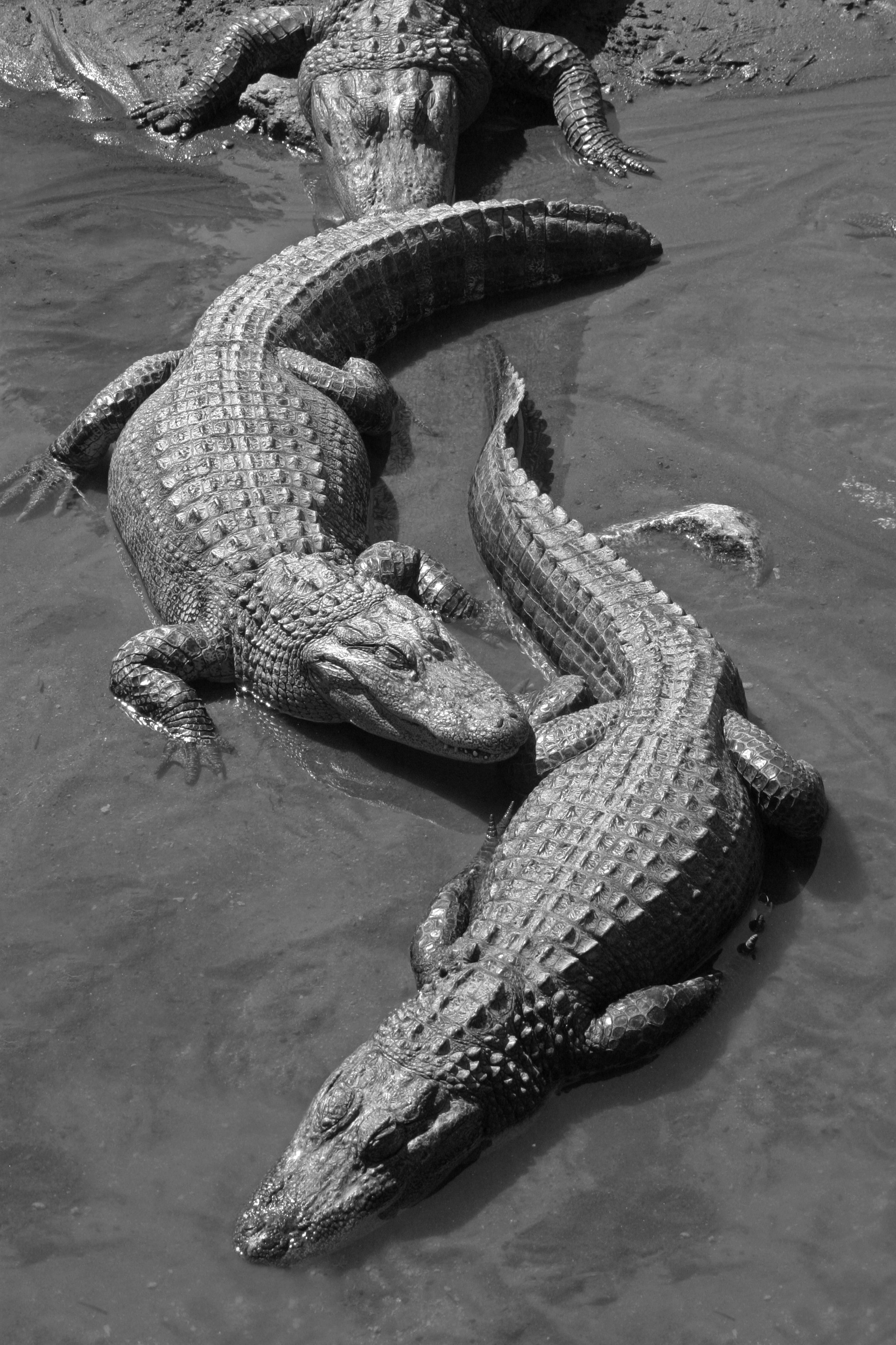 A group of crocodiles basking in shallow waters, showcasing their textured scales and powerful forms. The monochrome palette emphasizes their rugged features.