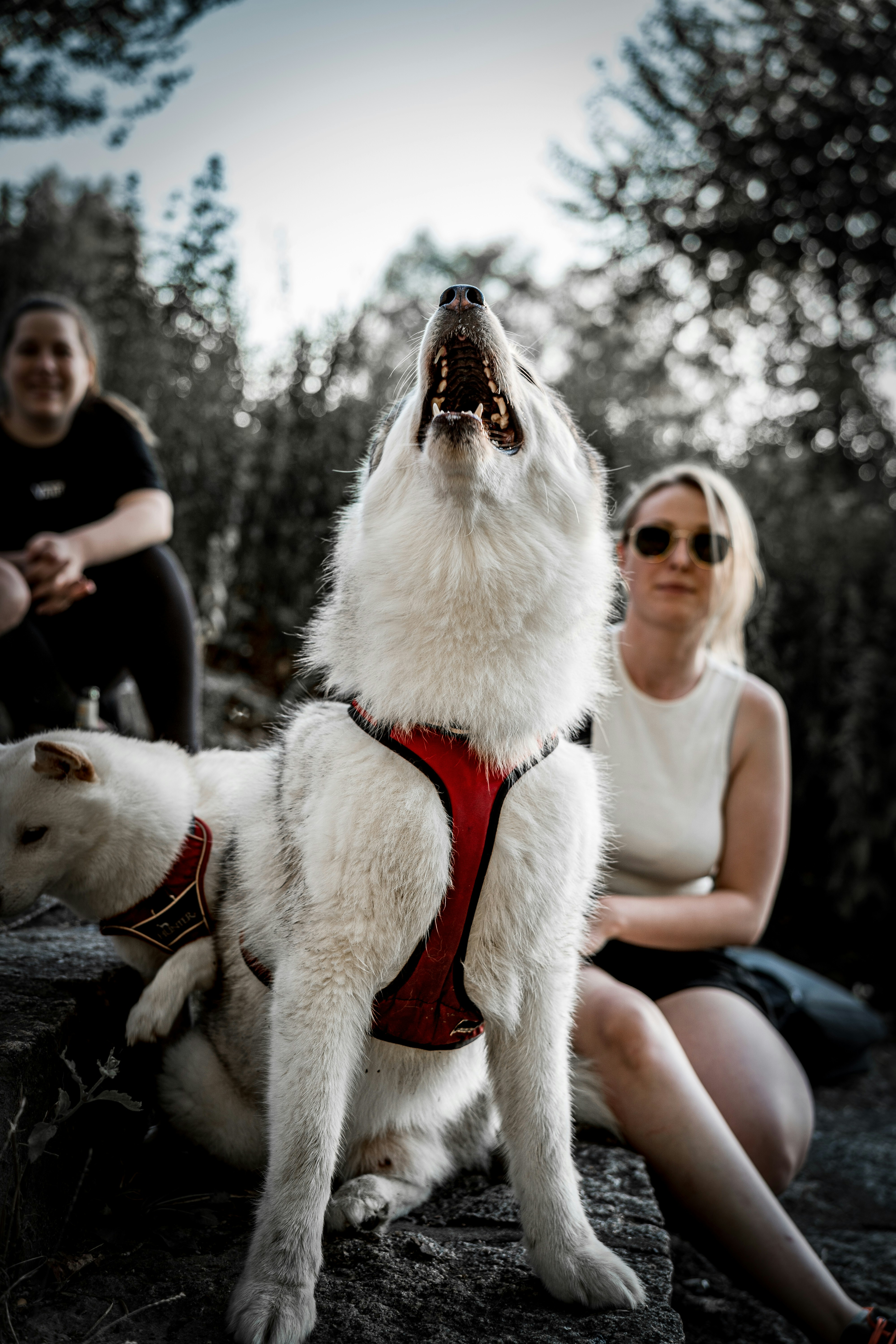 Howl in the Spotlight: A Husky in Red Harness Reaches for the Sky