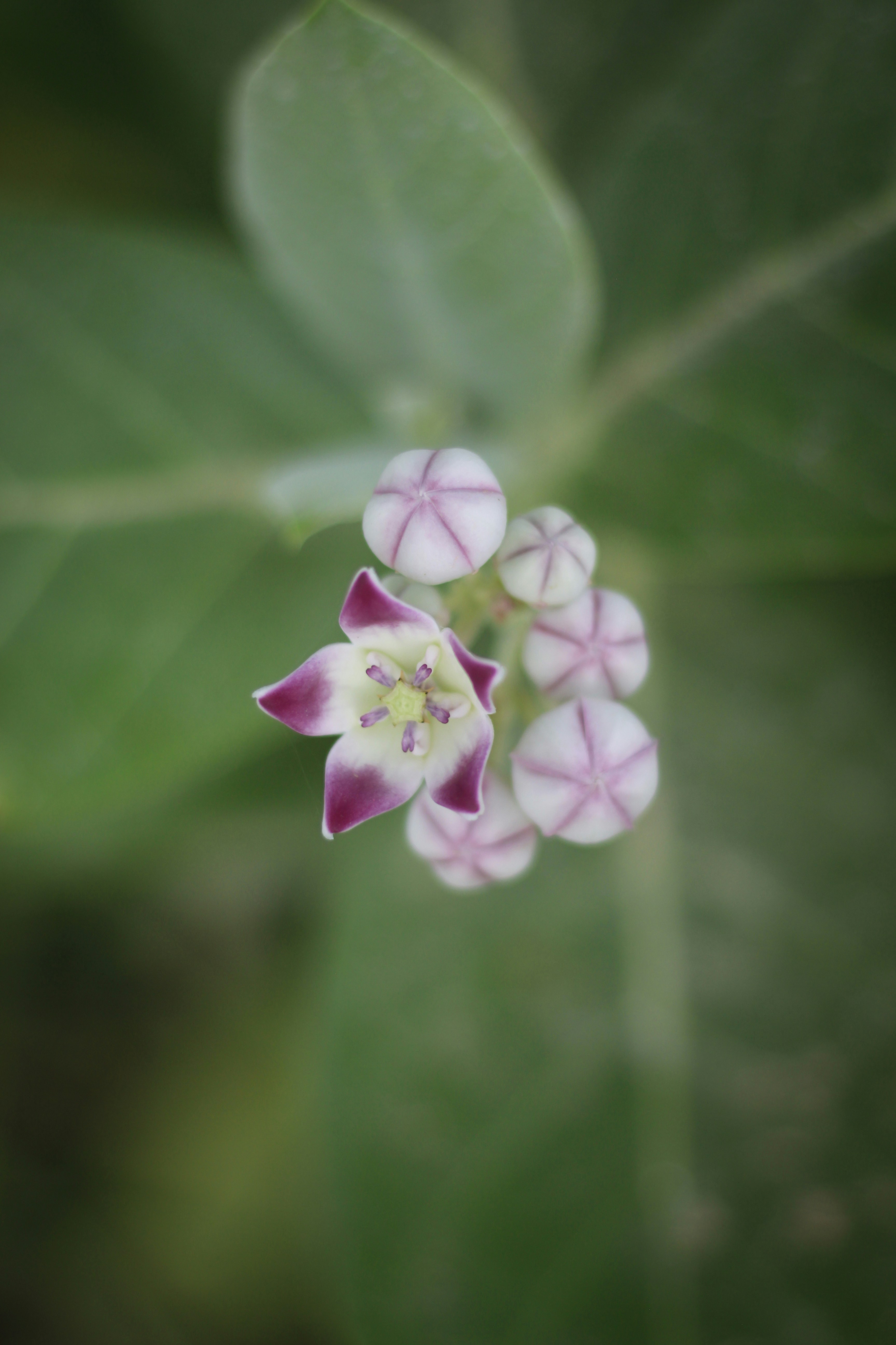 Petal Compass: a tiny starflower in a soft green hush