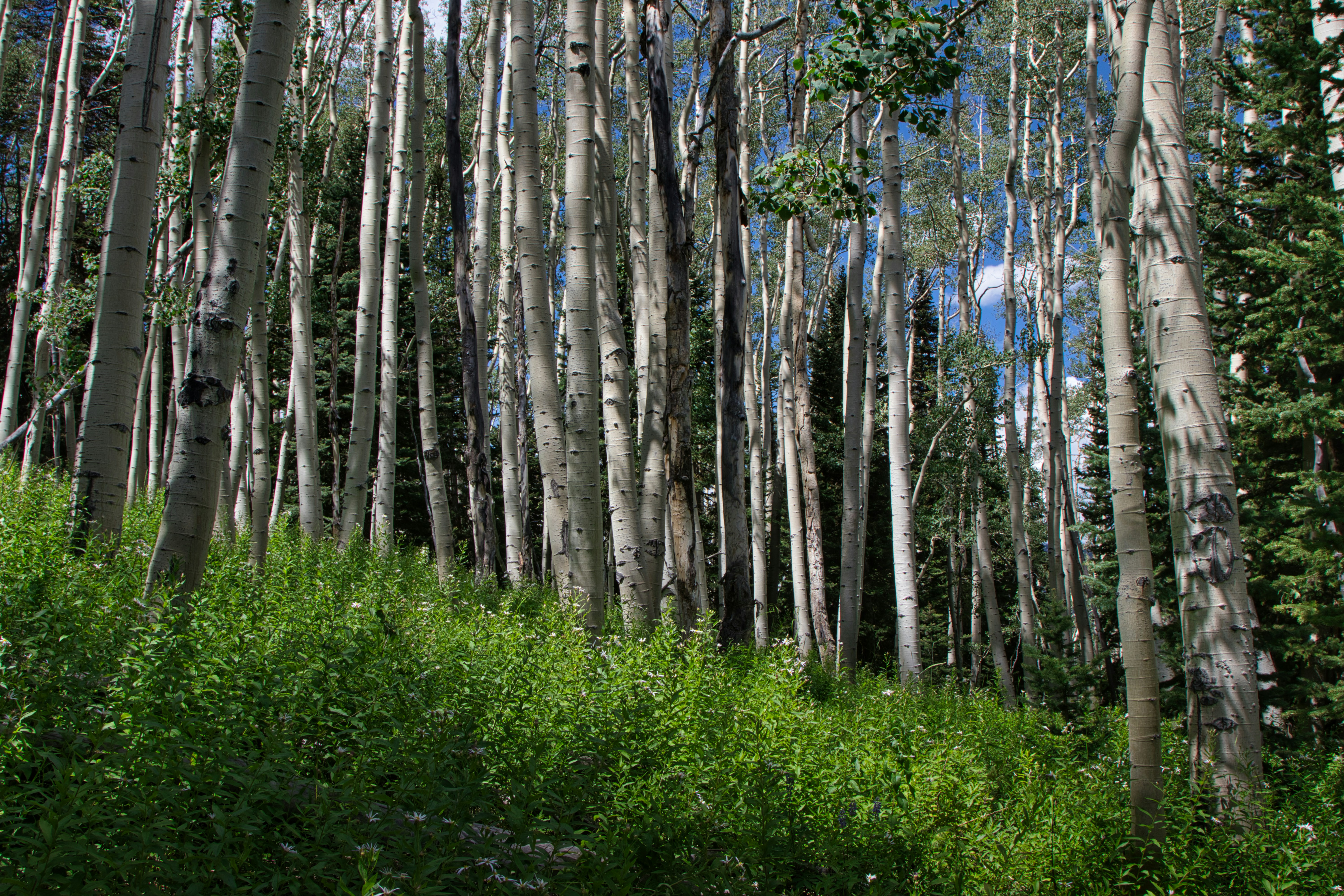 Aspen Cathedral: Sunlit Trunk Columns Over a Verdant Understory