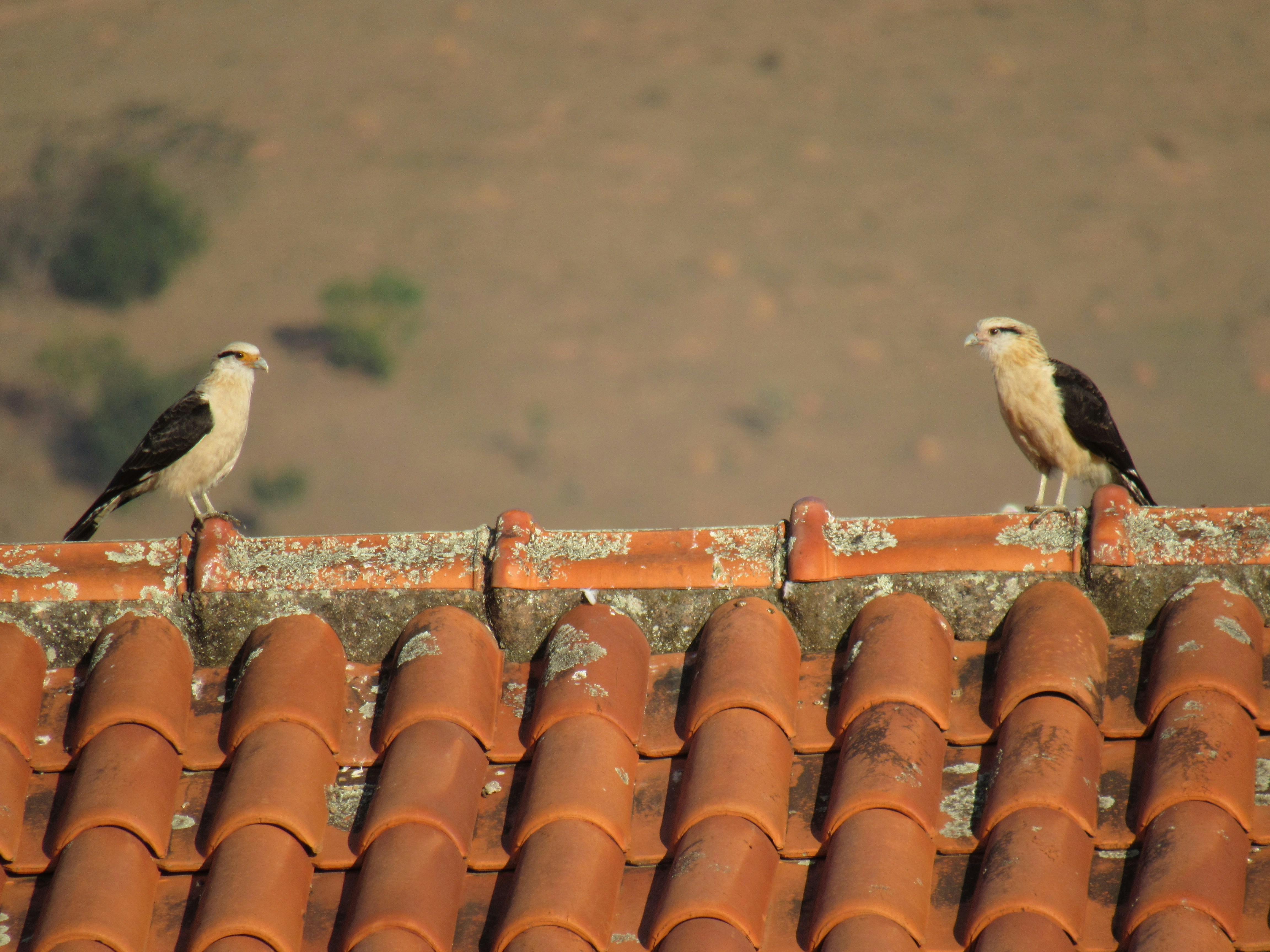 Two Peregrine-like Birds Pause Atop a Terracotta Ridge