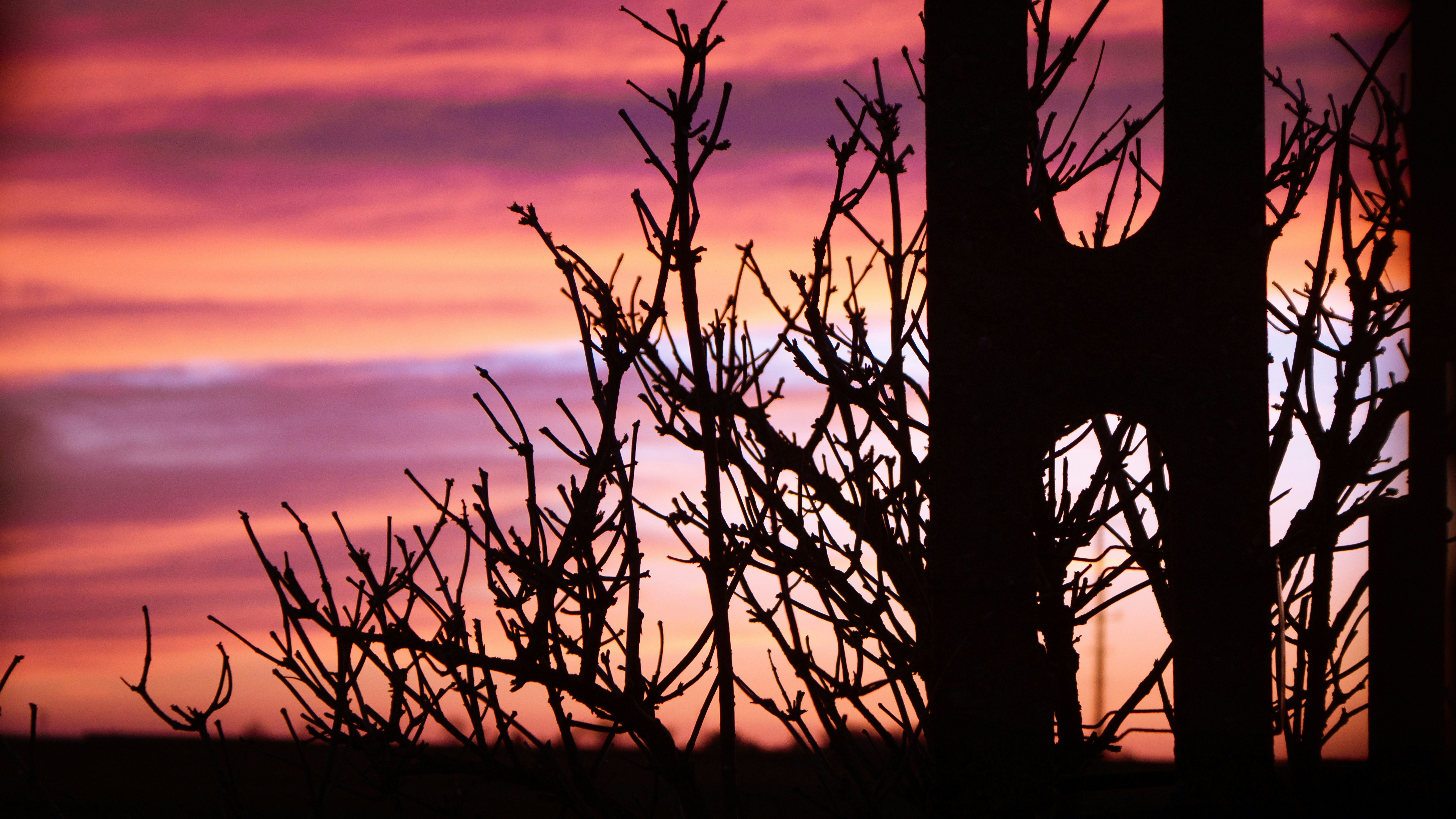 Crimson Twilight Through Bare Branches: A Silhouette Study