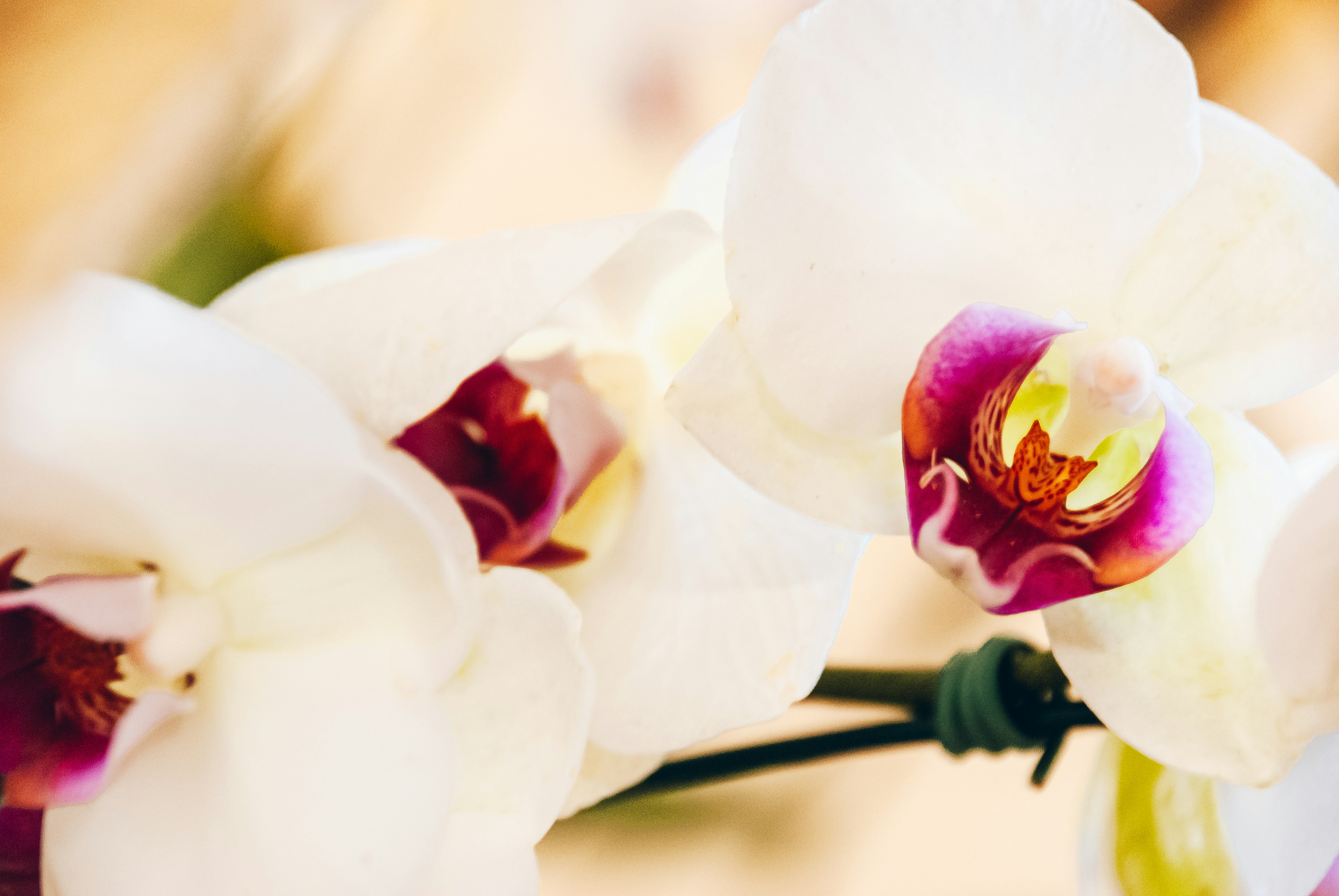 White orchids with vibrant purple centers illuminated by gentle sunlight.