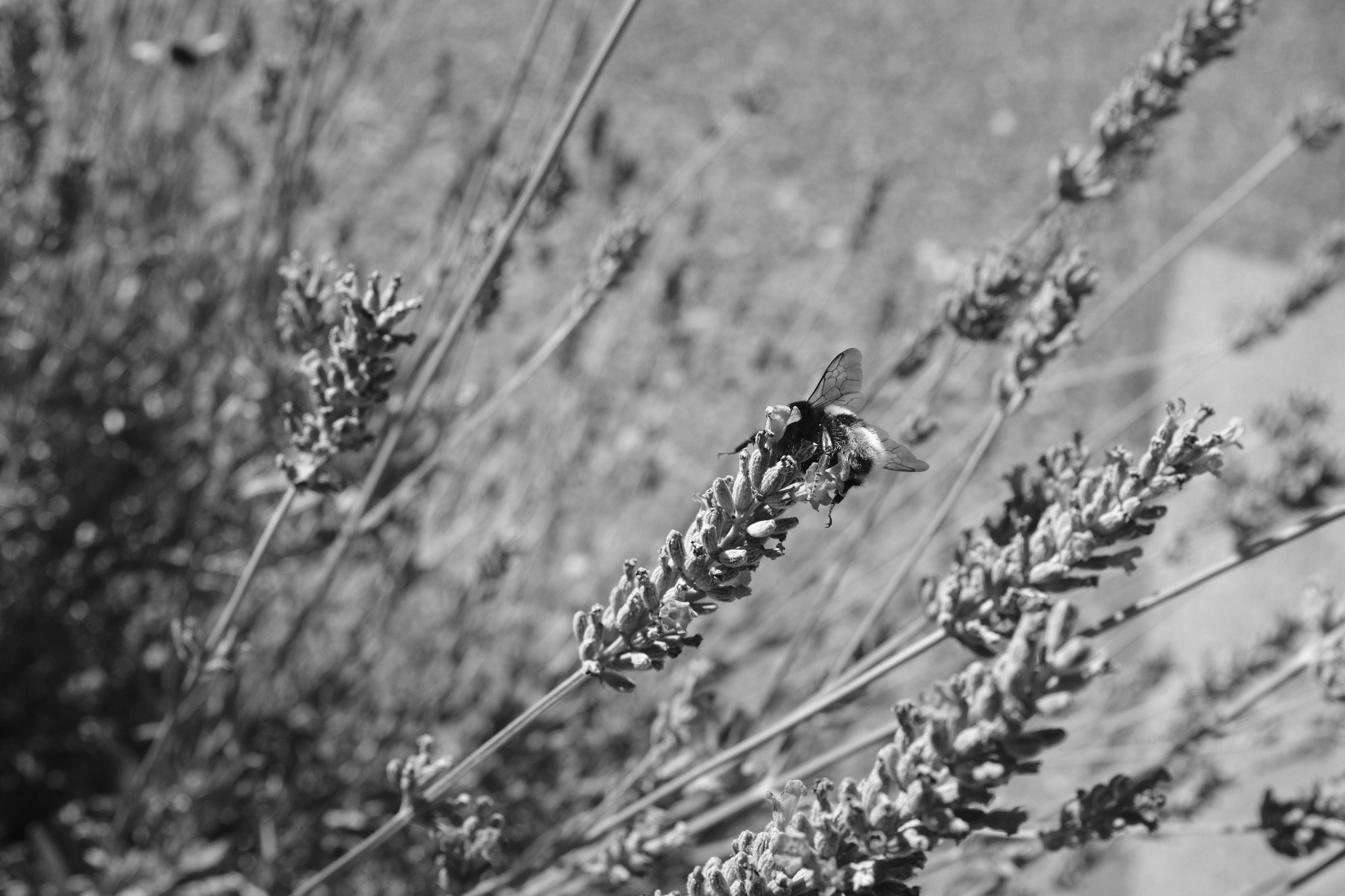 a black and white photo of a bird on a branch