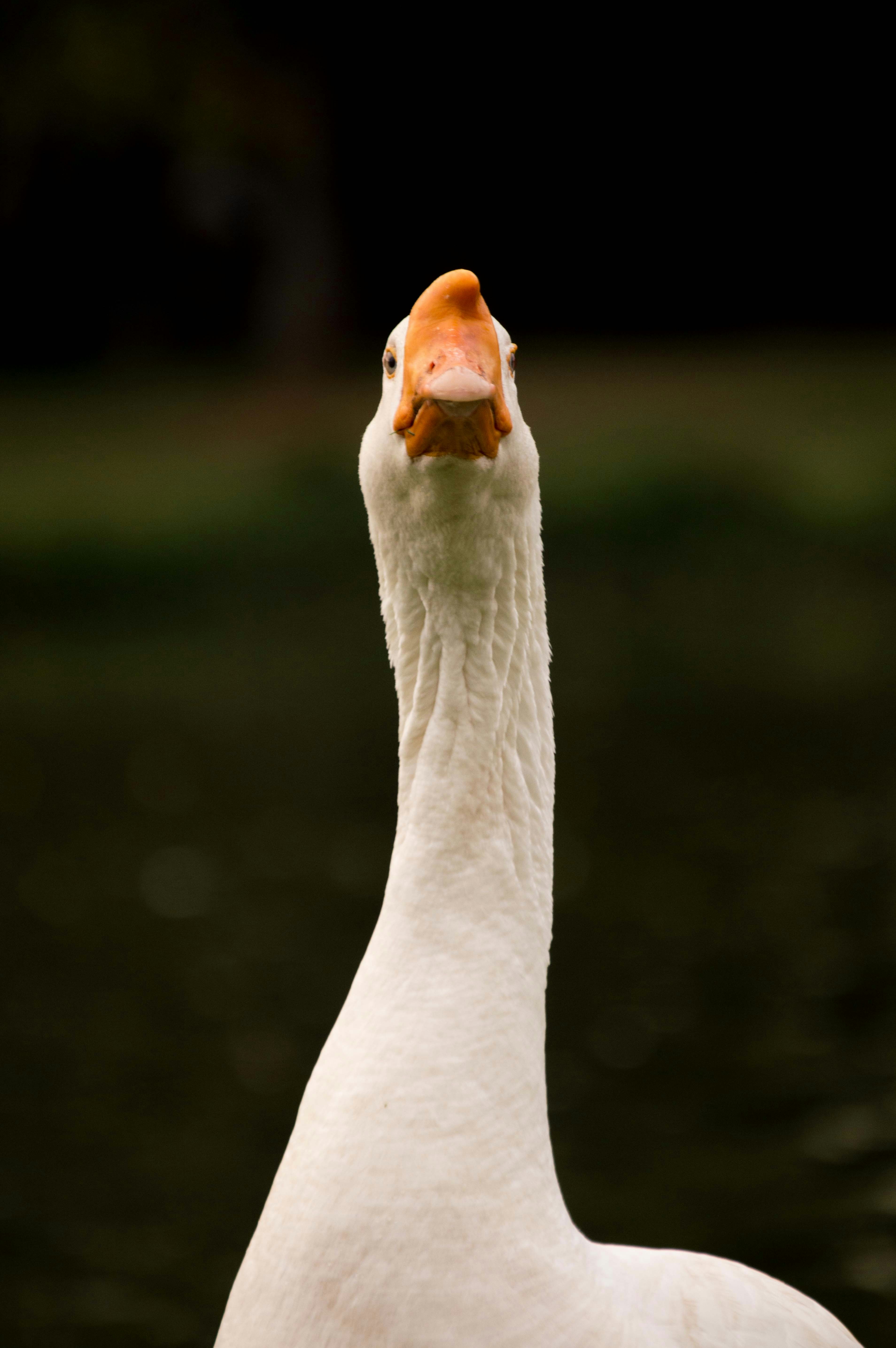 Angry White Goose