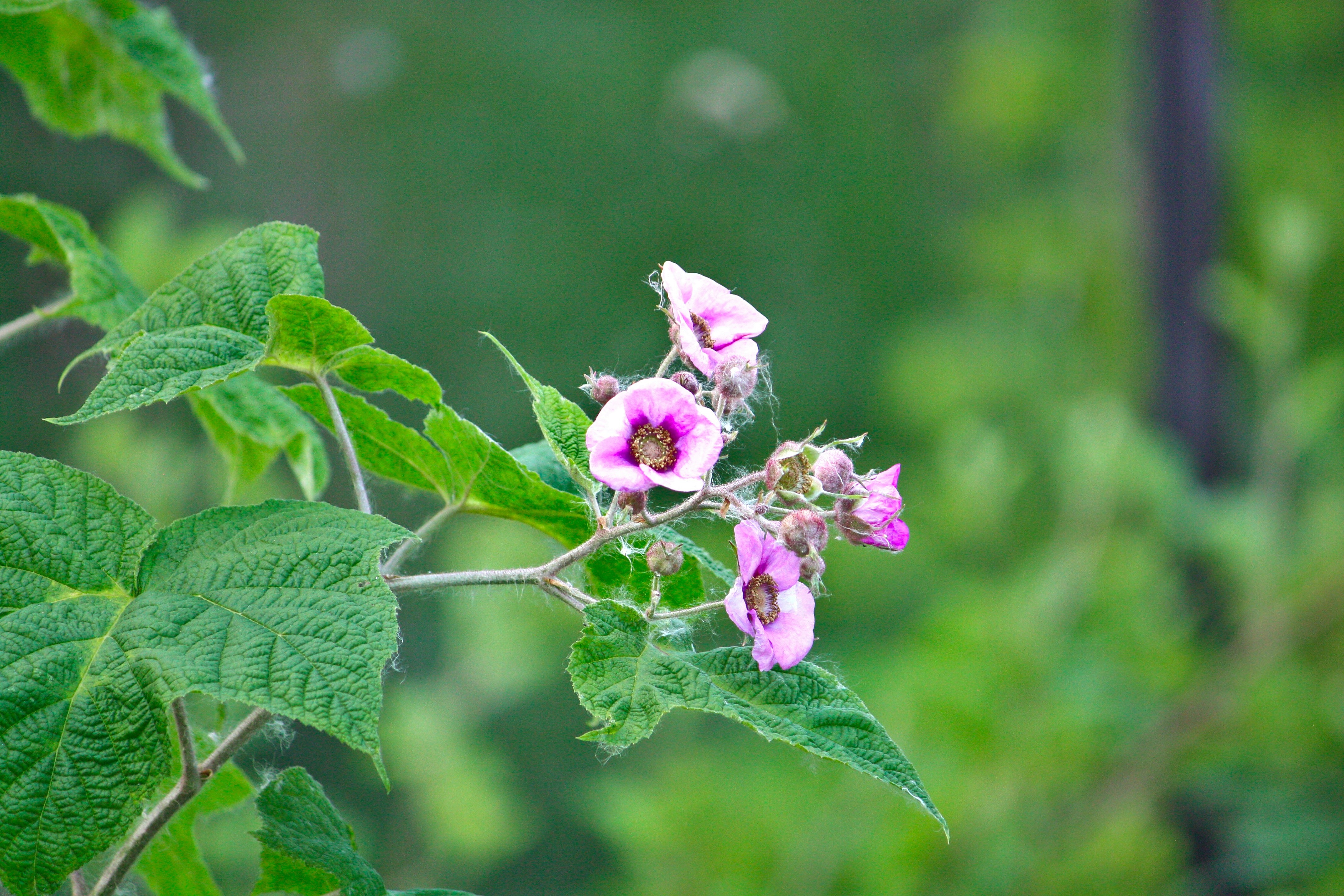Pink Tubed Blooms on a Quiet Green Vine